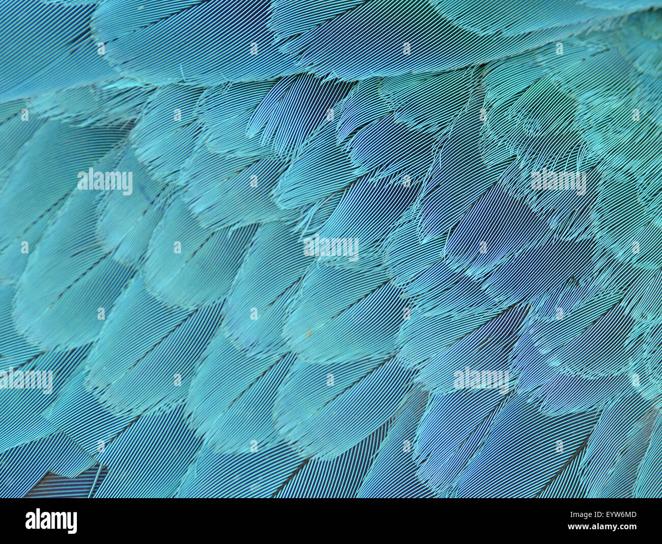 close up of blue and yellow macaw wing feathers Stock Photo - Alamy