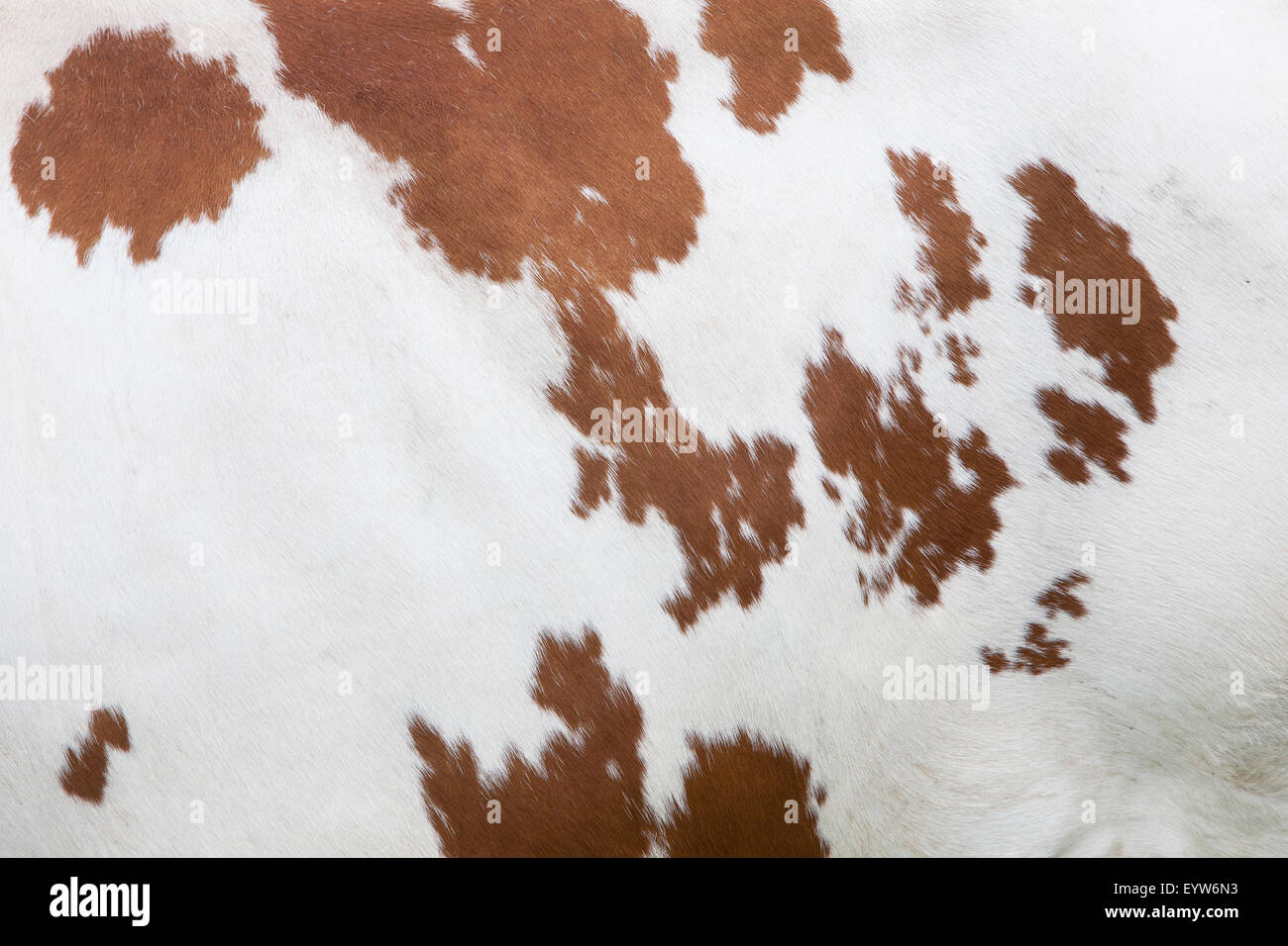 Cow skin pattern hi-res stock photography and images - Alamy