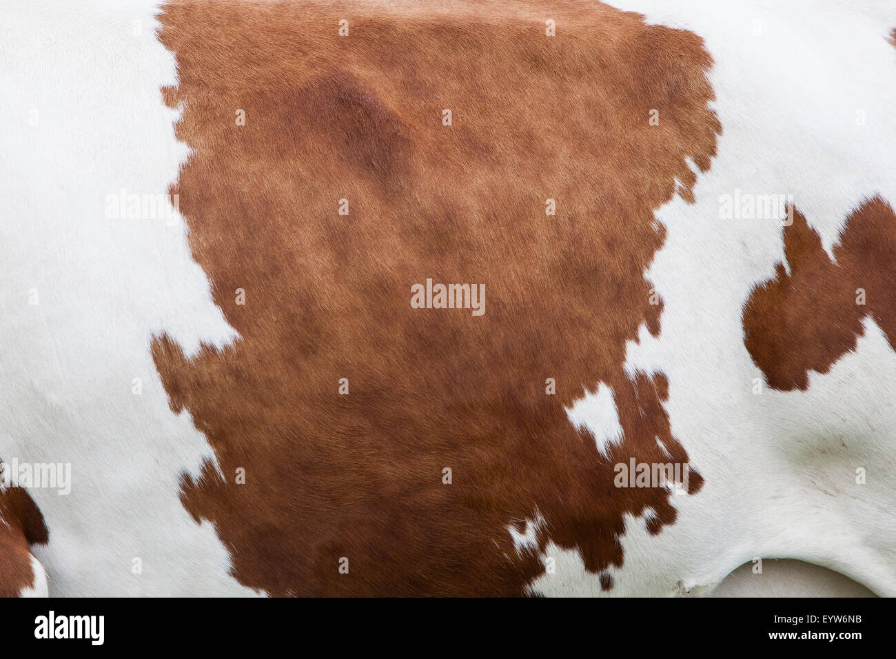 side of cow with red pattern on white hide Stock Photo - Alamy