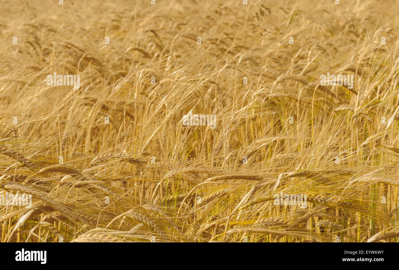 Ripe barley in a field ready for harvest Stock Photo - Alamy