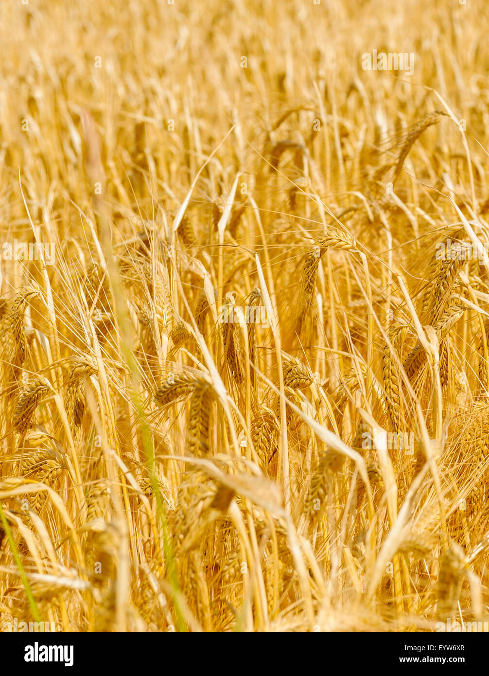 Corn crop farming hi-res stock photography and images - Alamy