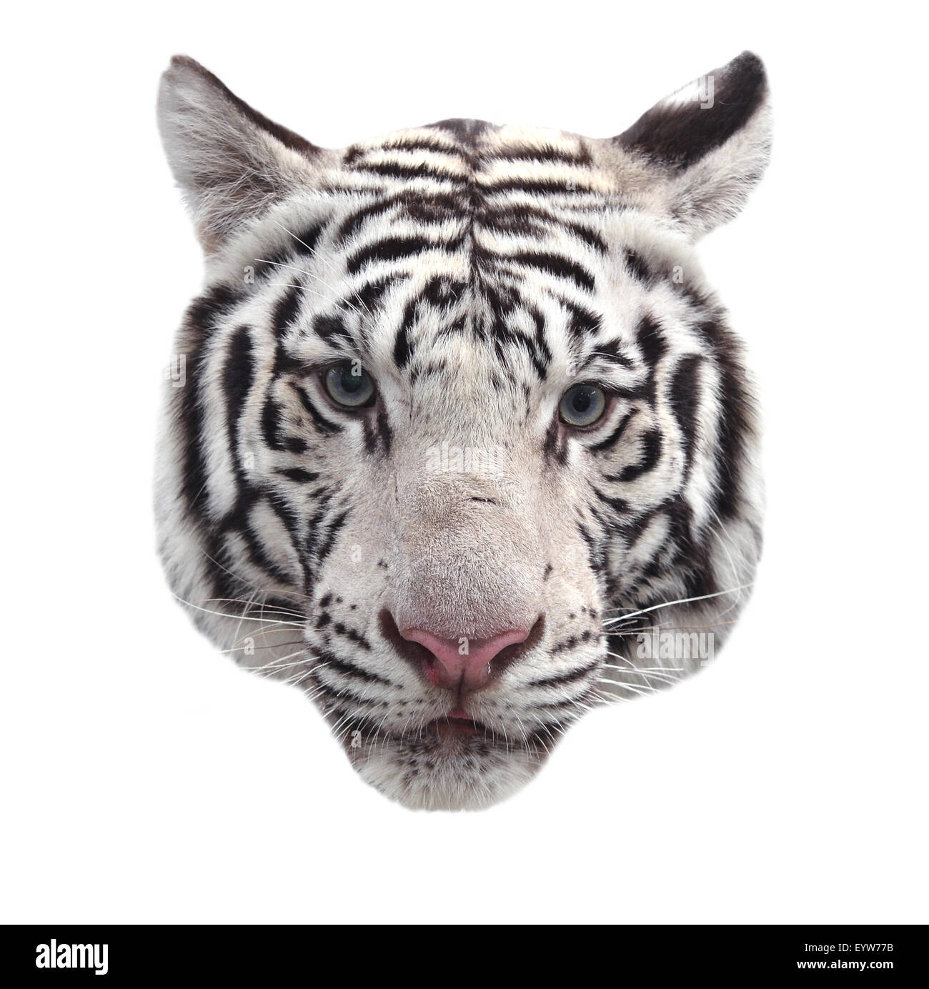 Tiger Face White Background
