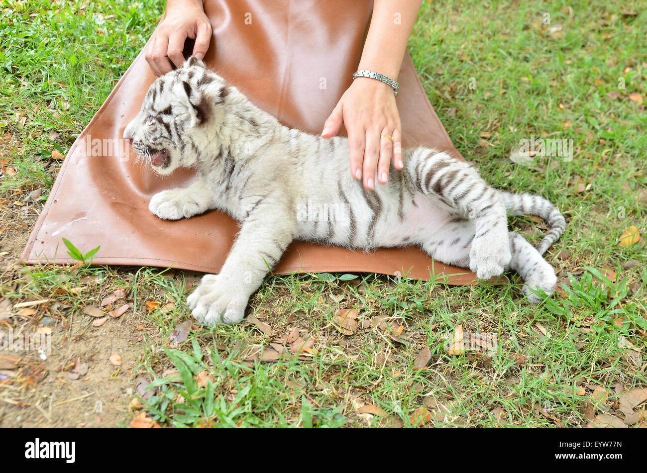 Tiger cub eating hi-res stock photography and images - Alamy
