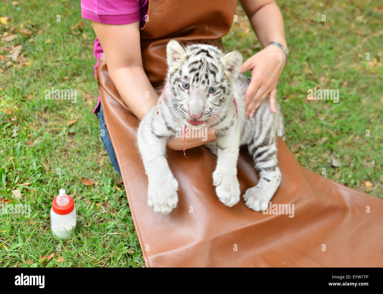 Zoo hunger hi-res stock photography and images - Alamy