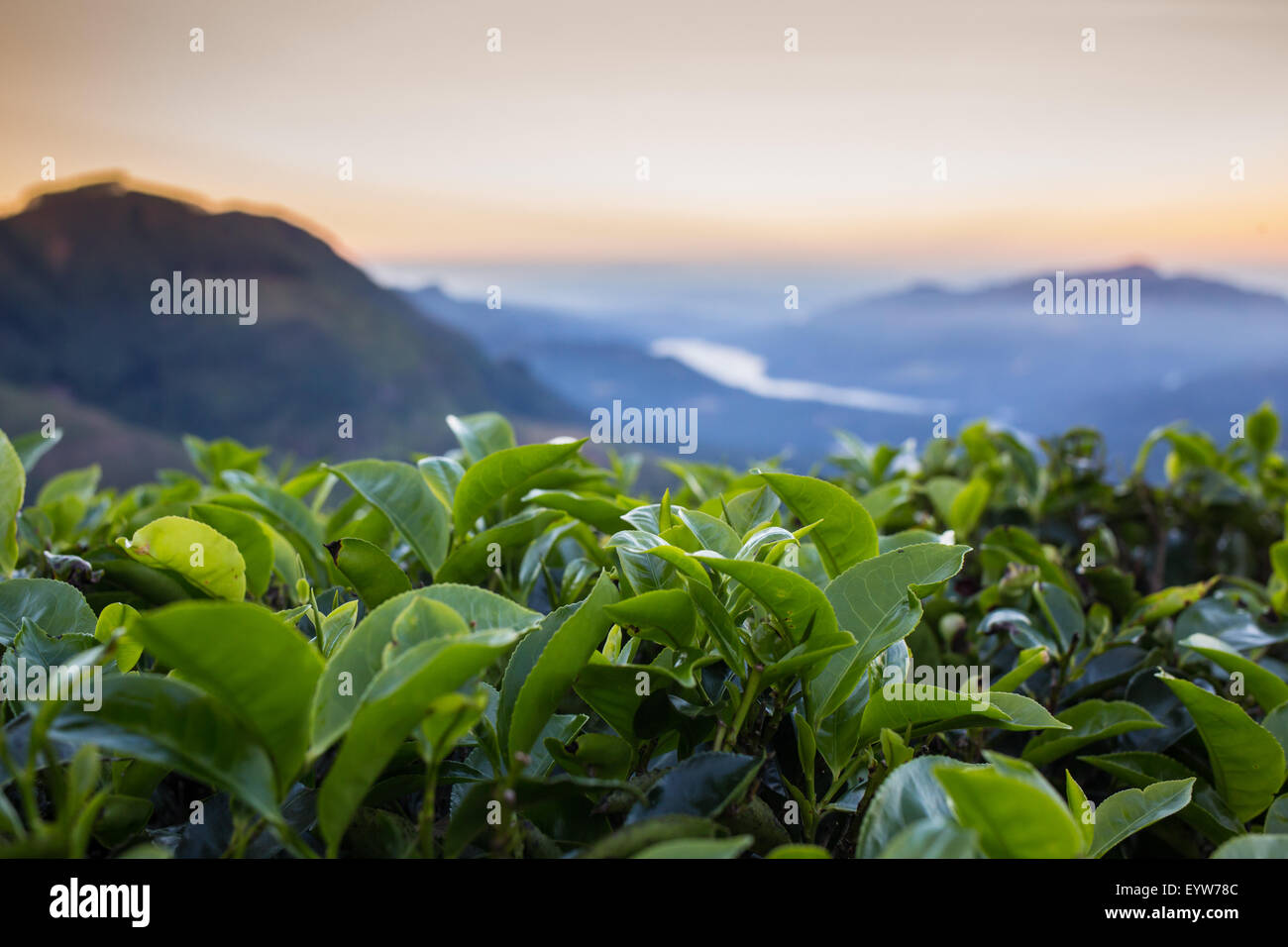Tea plantation Cameron highlands Stock Photo - Alamy