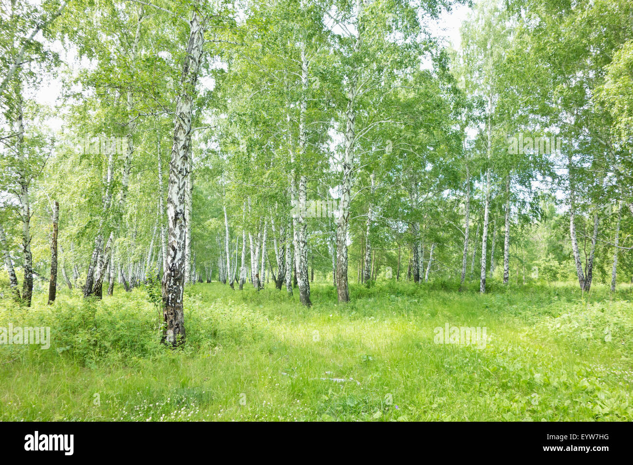 summer birch forest Stock Photo - Alamy