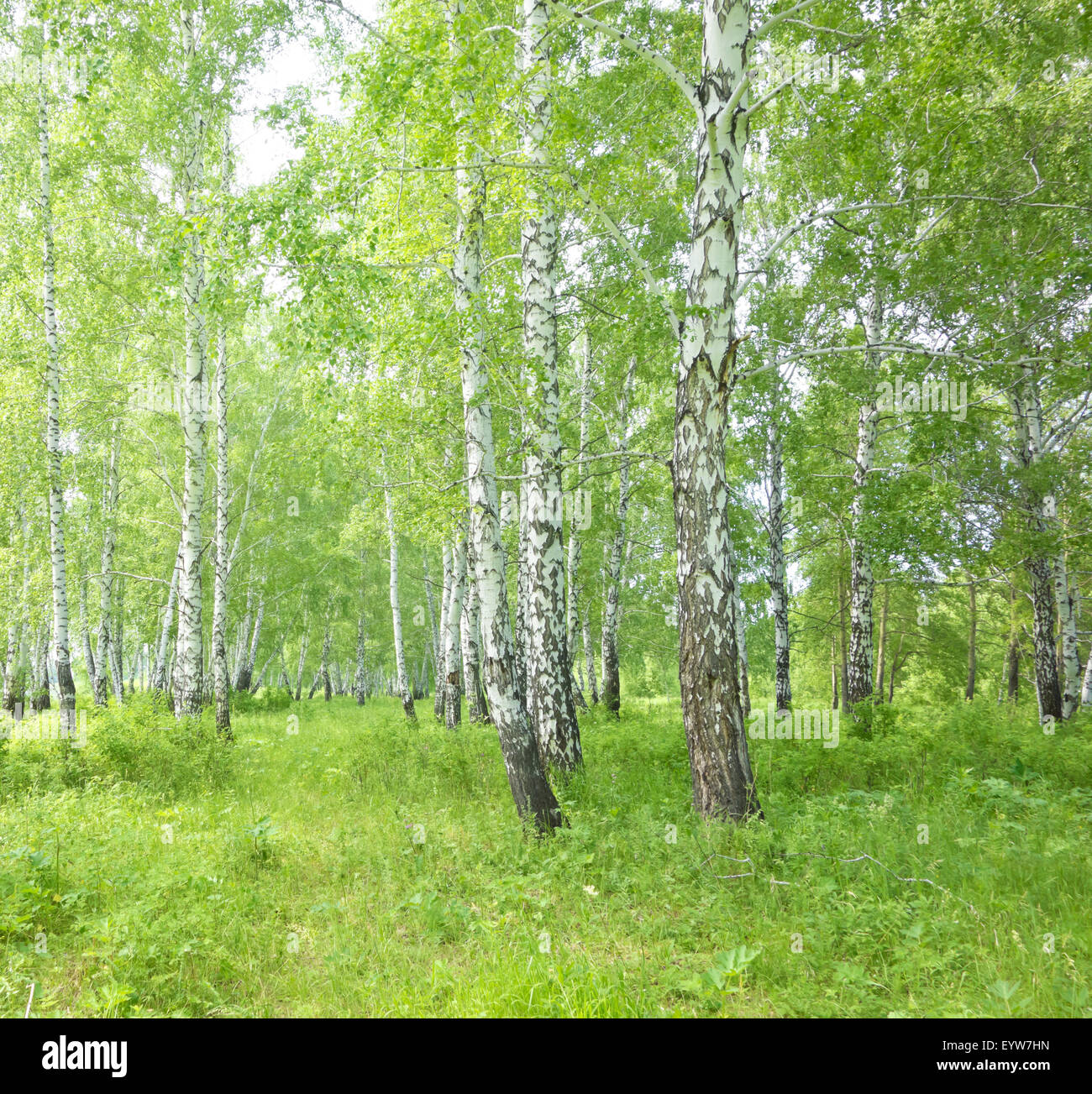 summer birch forest Stock Photo - Alamy