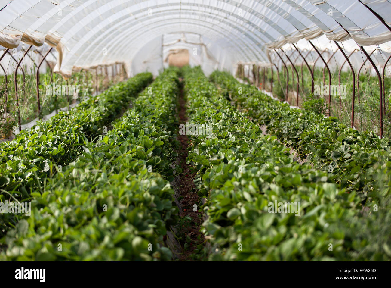 Culture in a greenhouse strawberry and strawberries in Greece Stock ...