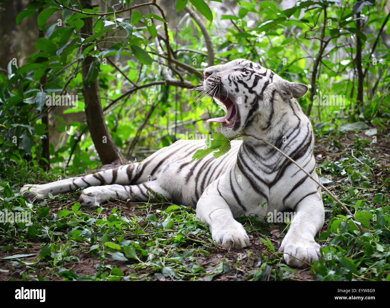 female white bengal tiger resting in nature Stock Photo - Alamy