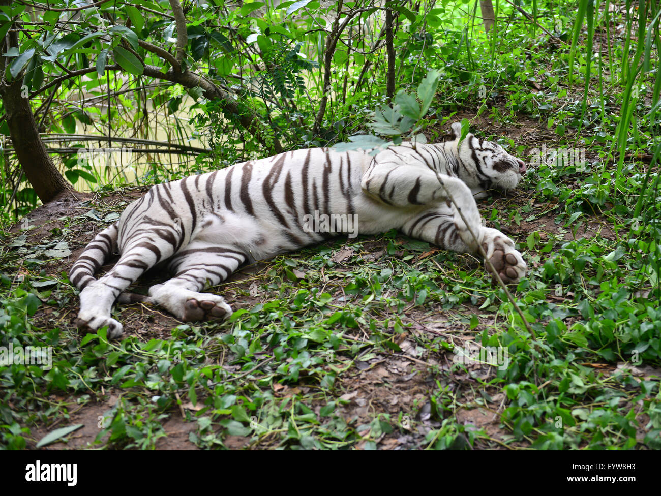 female white bengal tiger resting in nature Stock Photo - Alamy