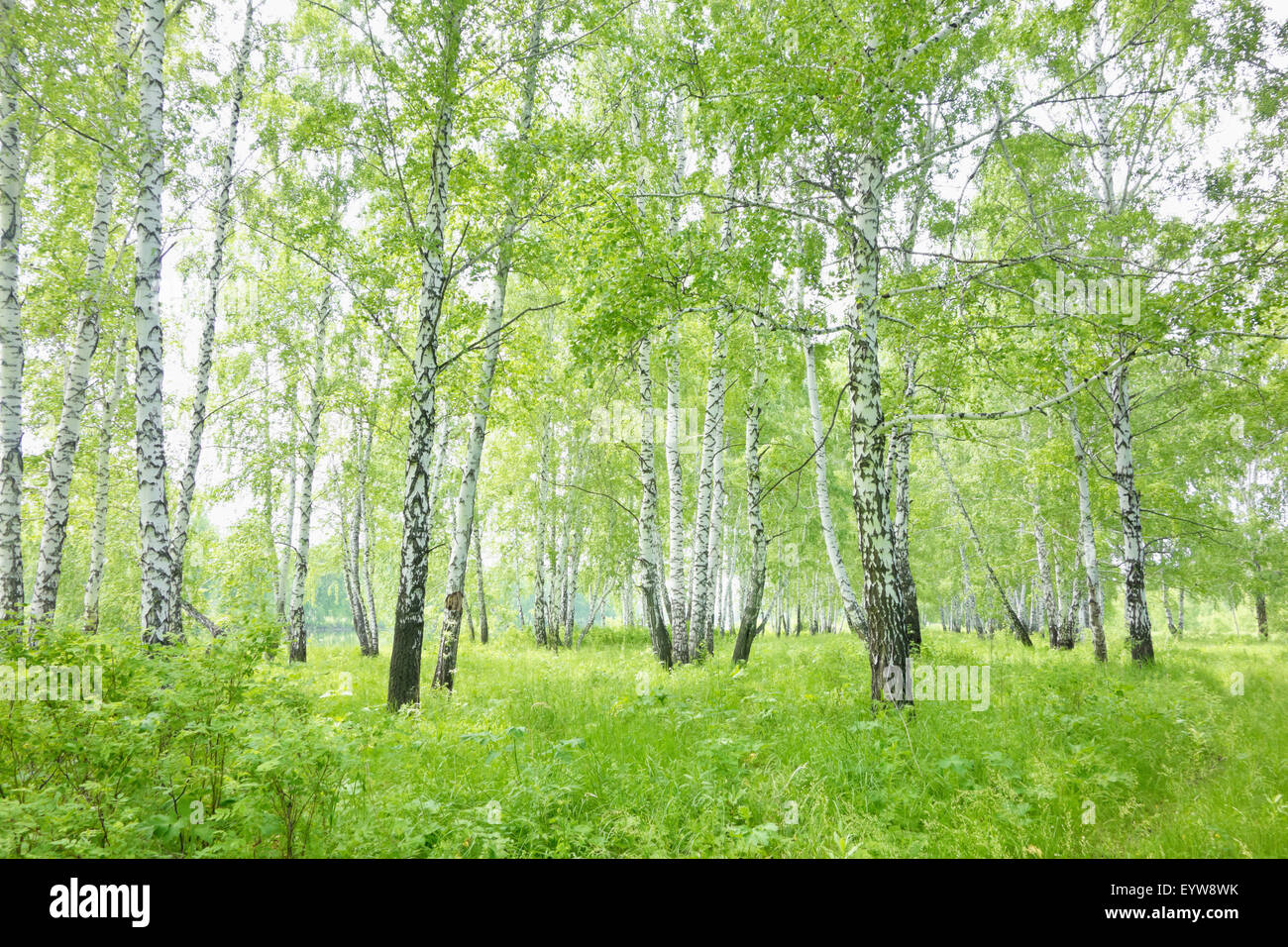 summer birch forest Stock Photo - Alamy
