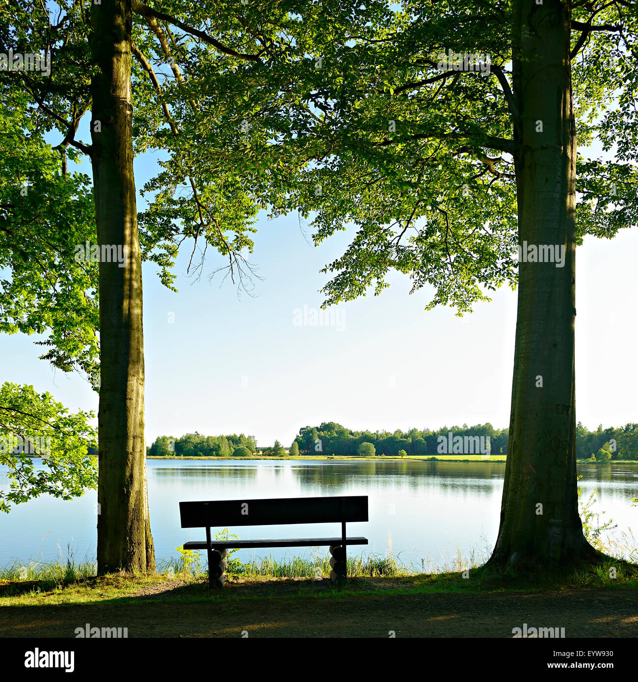 Bench between two beech trees on Neuer Teich pond in Plothen Ponds area ...