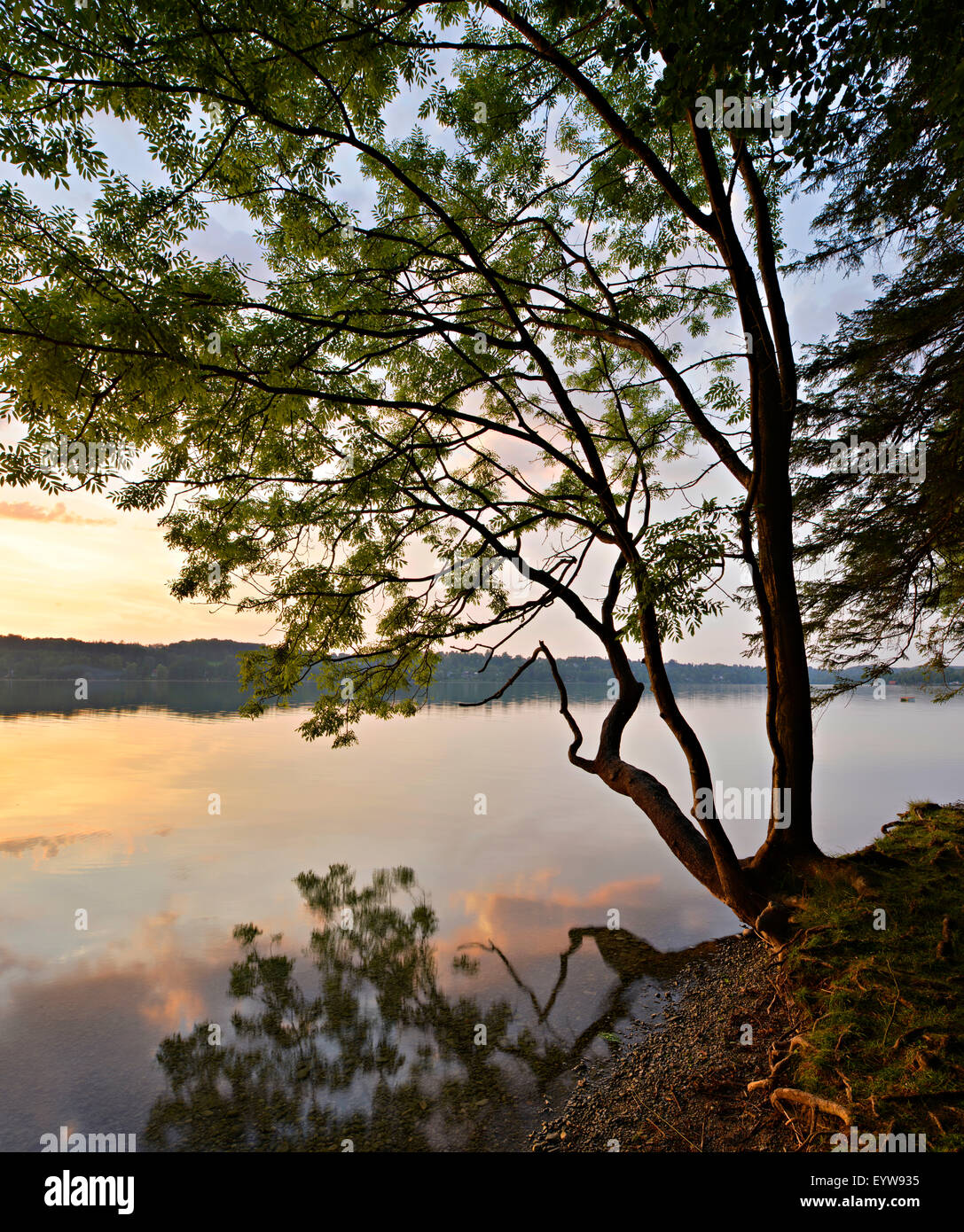 Sunset, tree on lake Pilsensee, Bavaria, Germany Stock Photo - Alamy