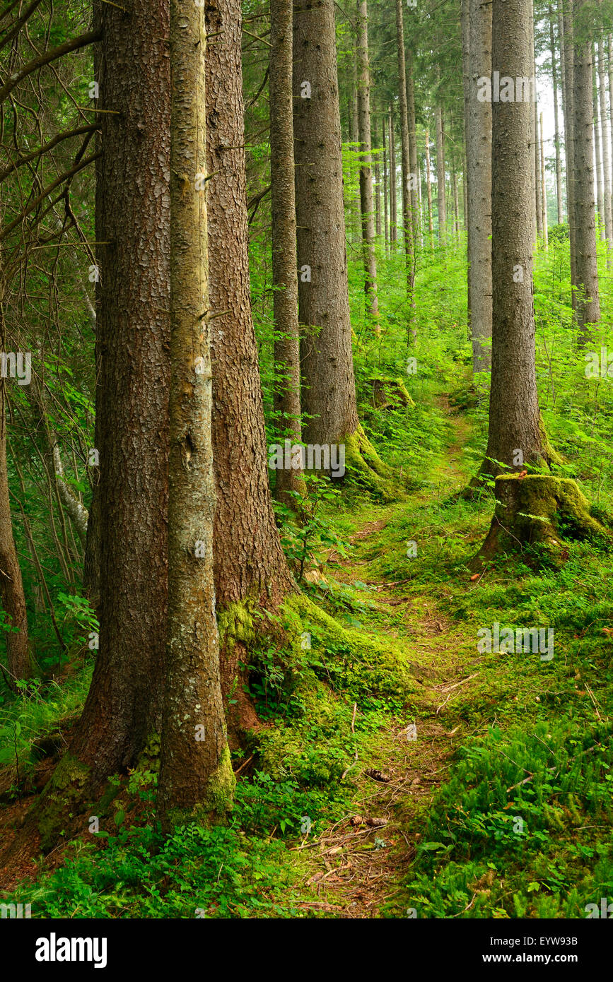 Path through natural spruce forest, Ammergau Alps, Saulgrub, Bavaria ...