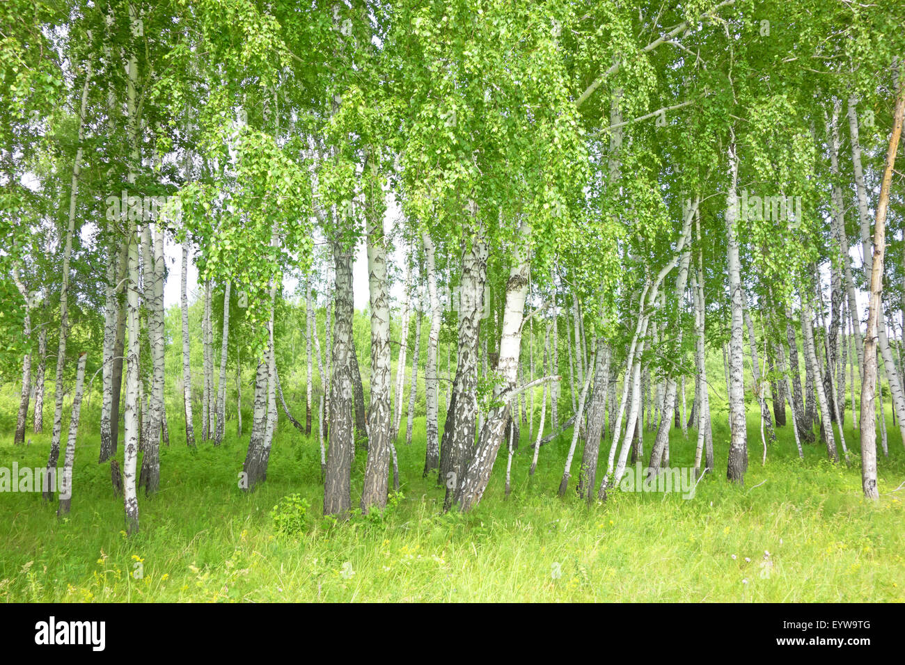 summer birch forest Stock Photo - Alamy