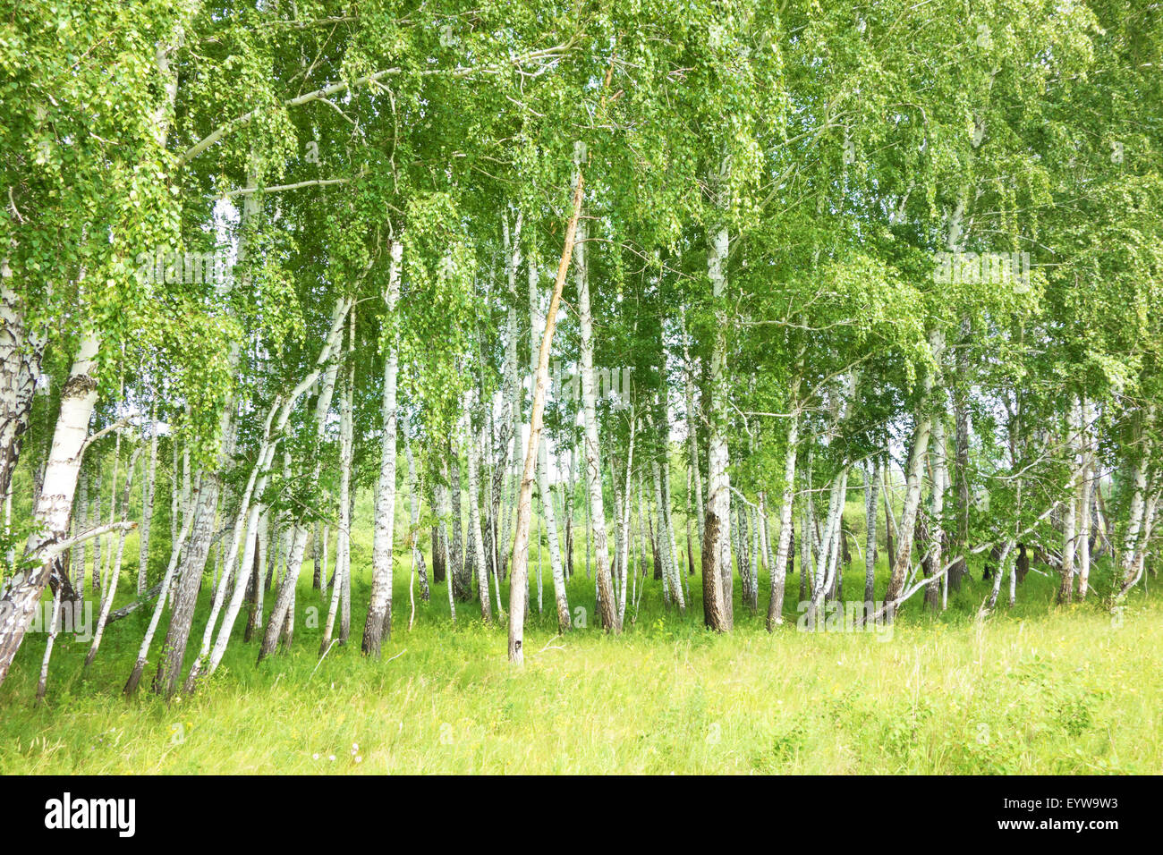 summer birch forest Stock Photo - Alamy