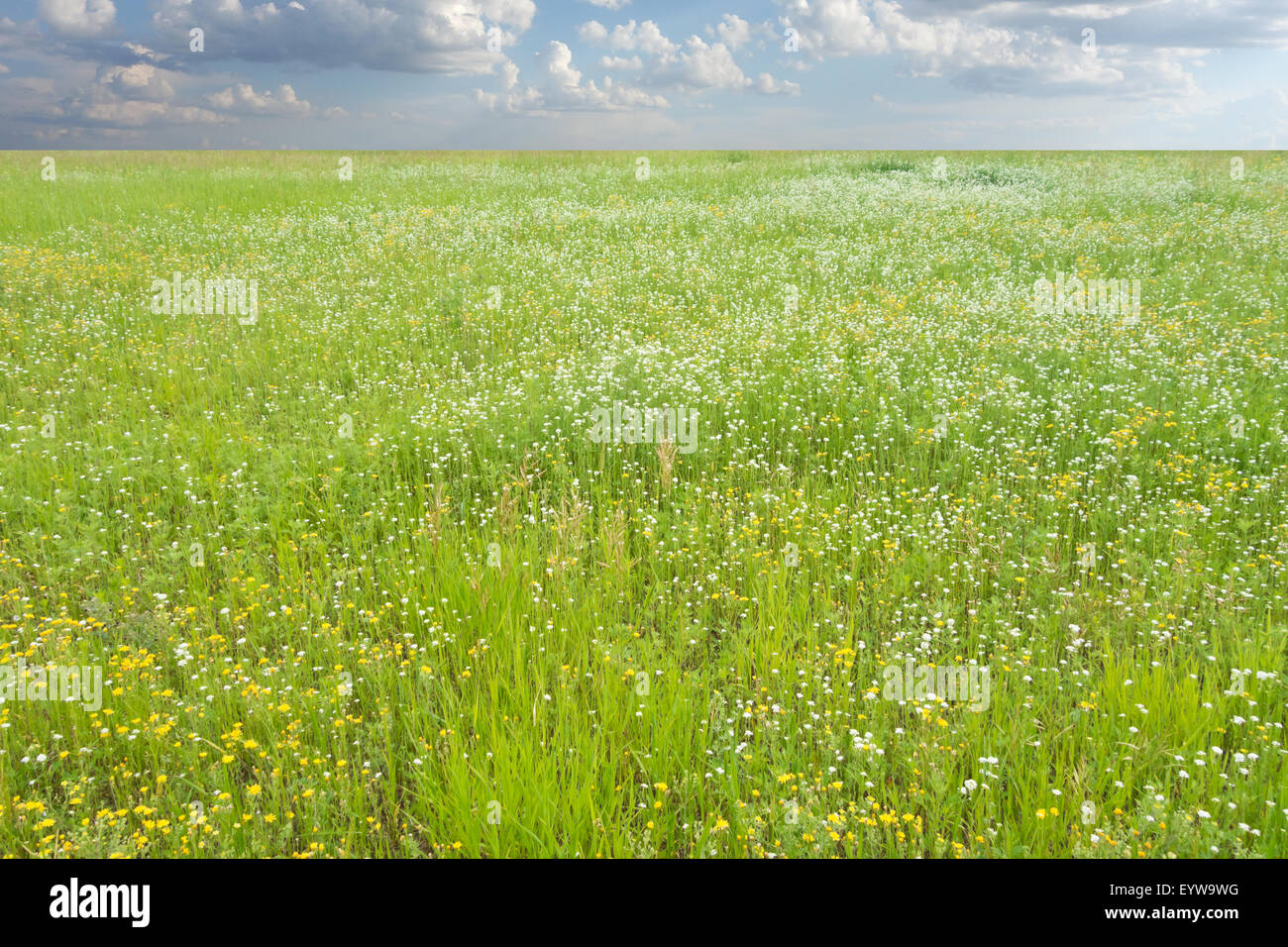 Field of summer flowers hi-res stock photography and images - Alamy
