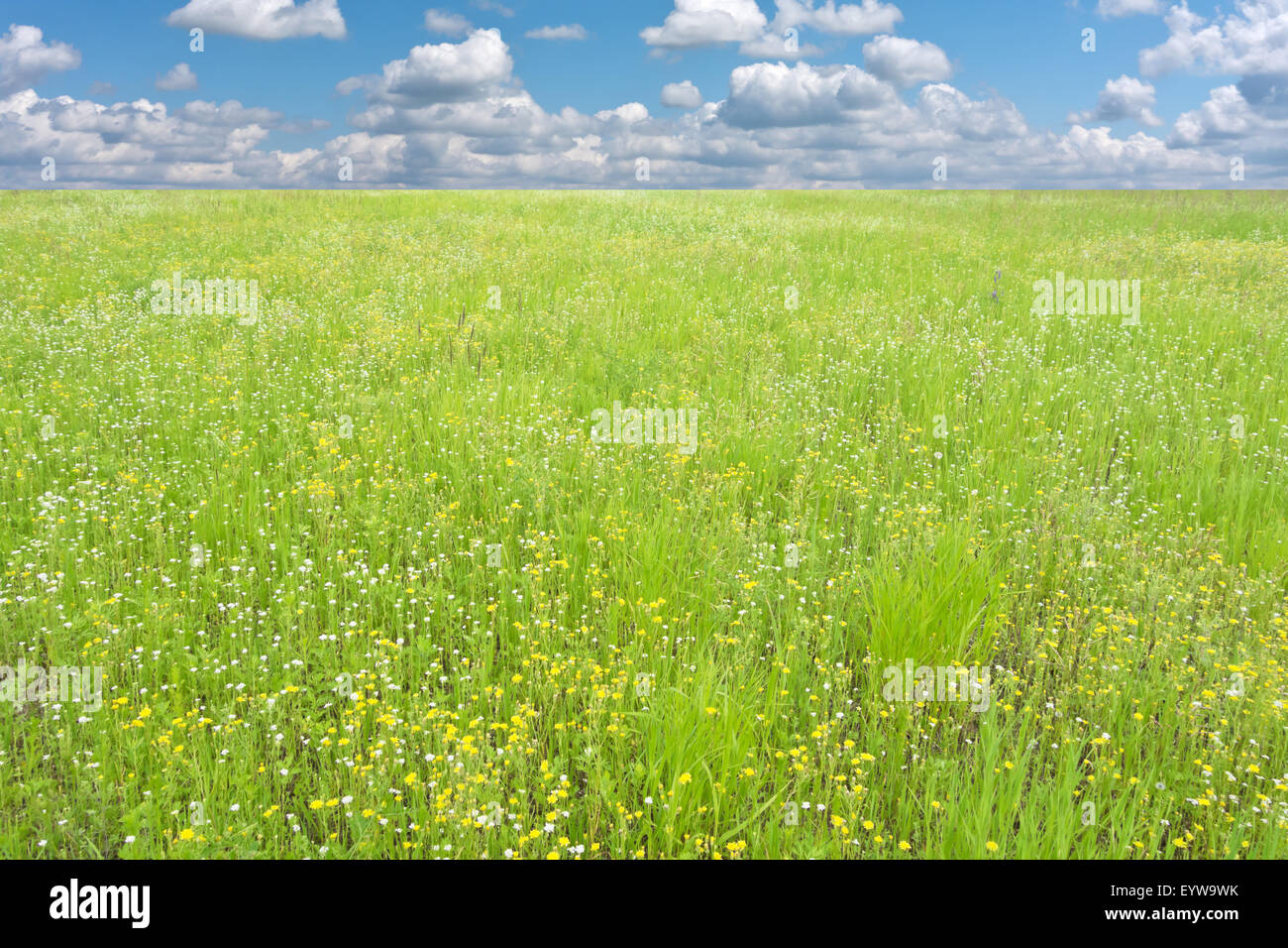 flower field and blue sky Stock Photo - Alamy