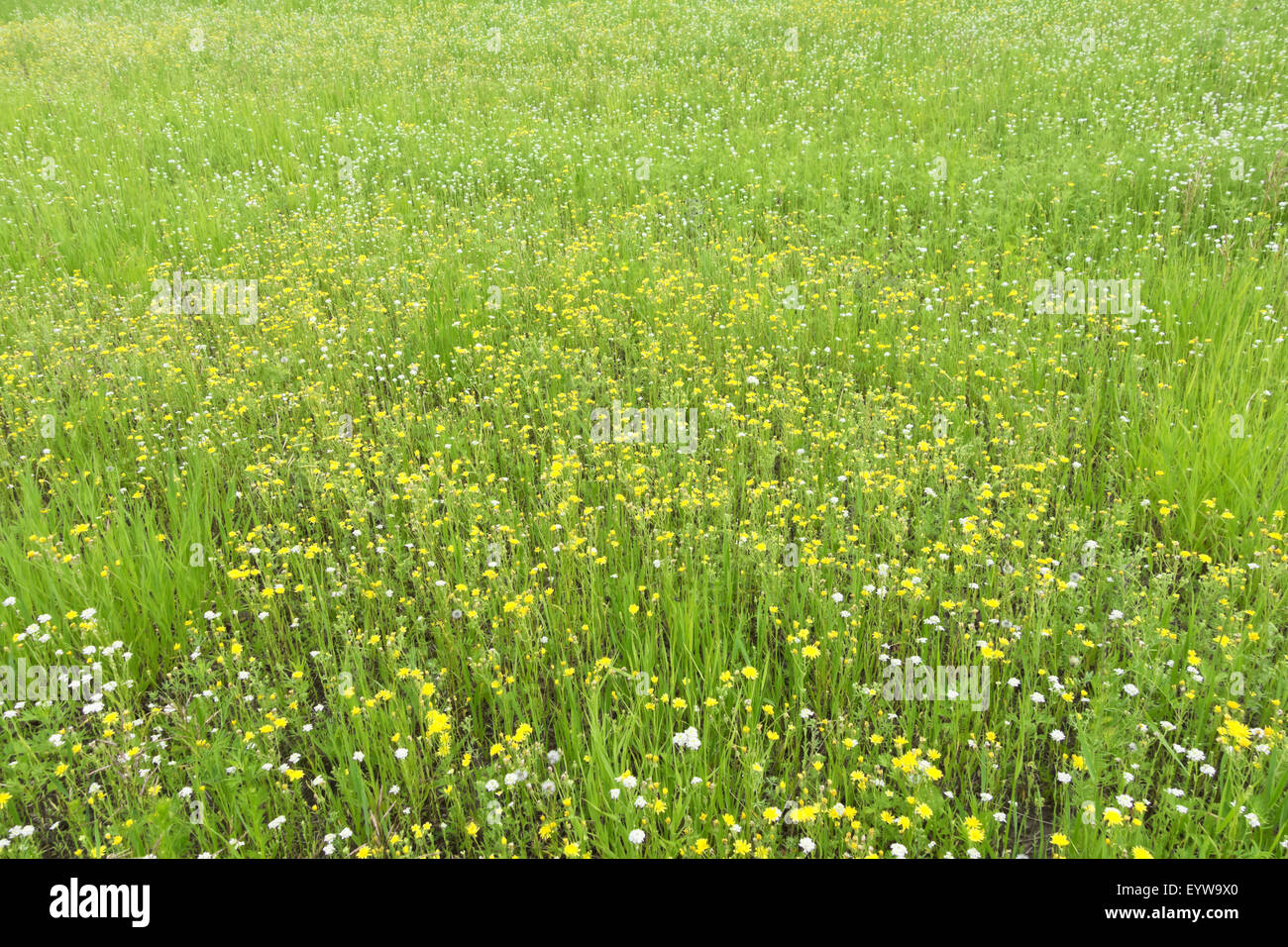 field of summer flowers Stock Photo - Alamy
