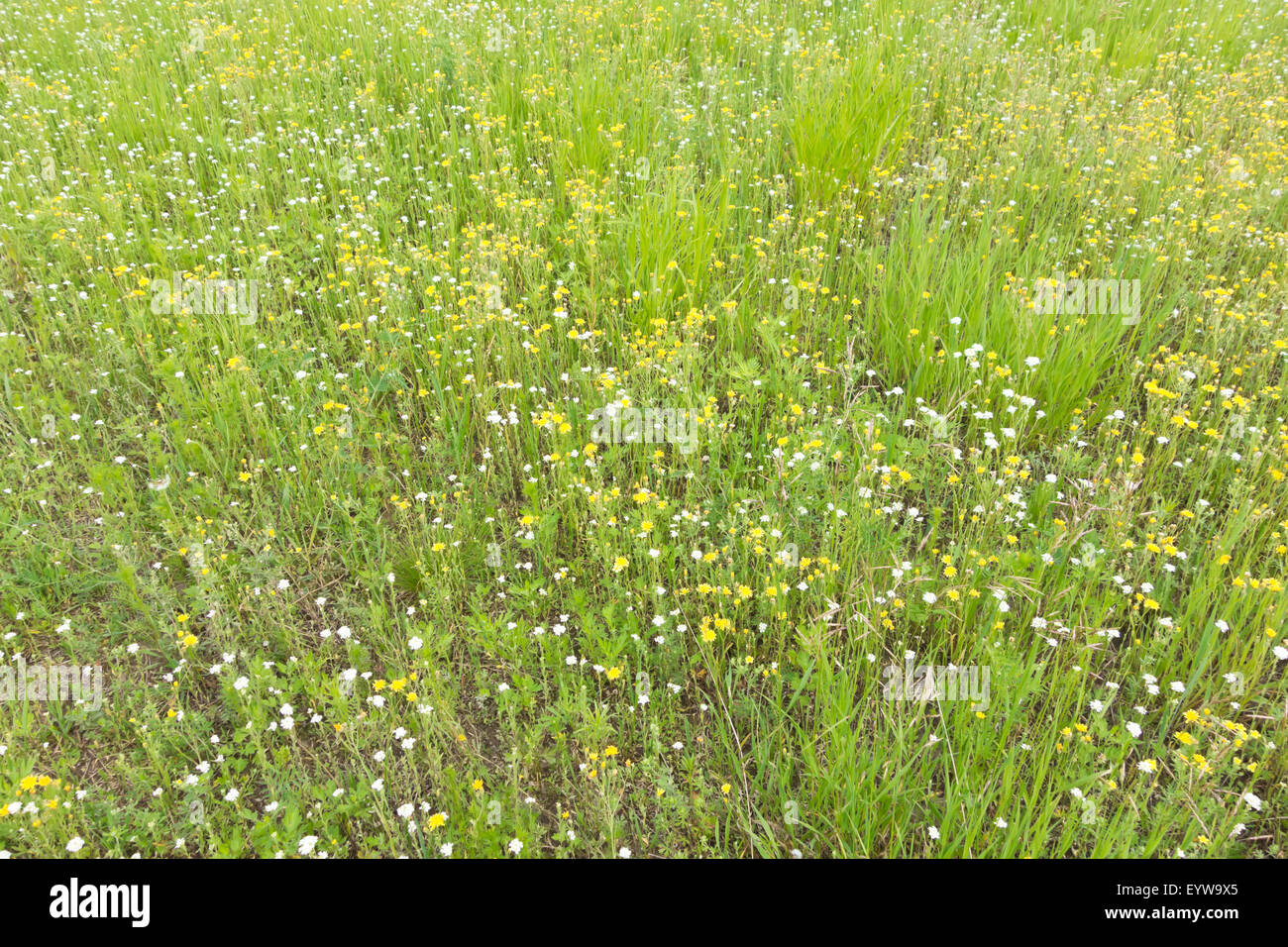 field of summer flowers Stock Photo - Alamy