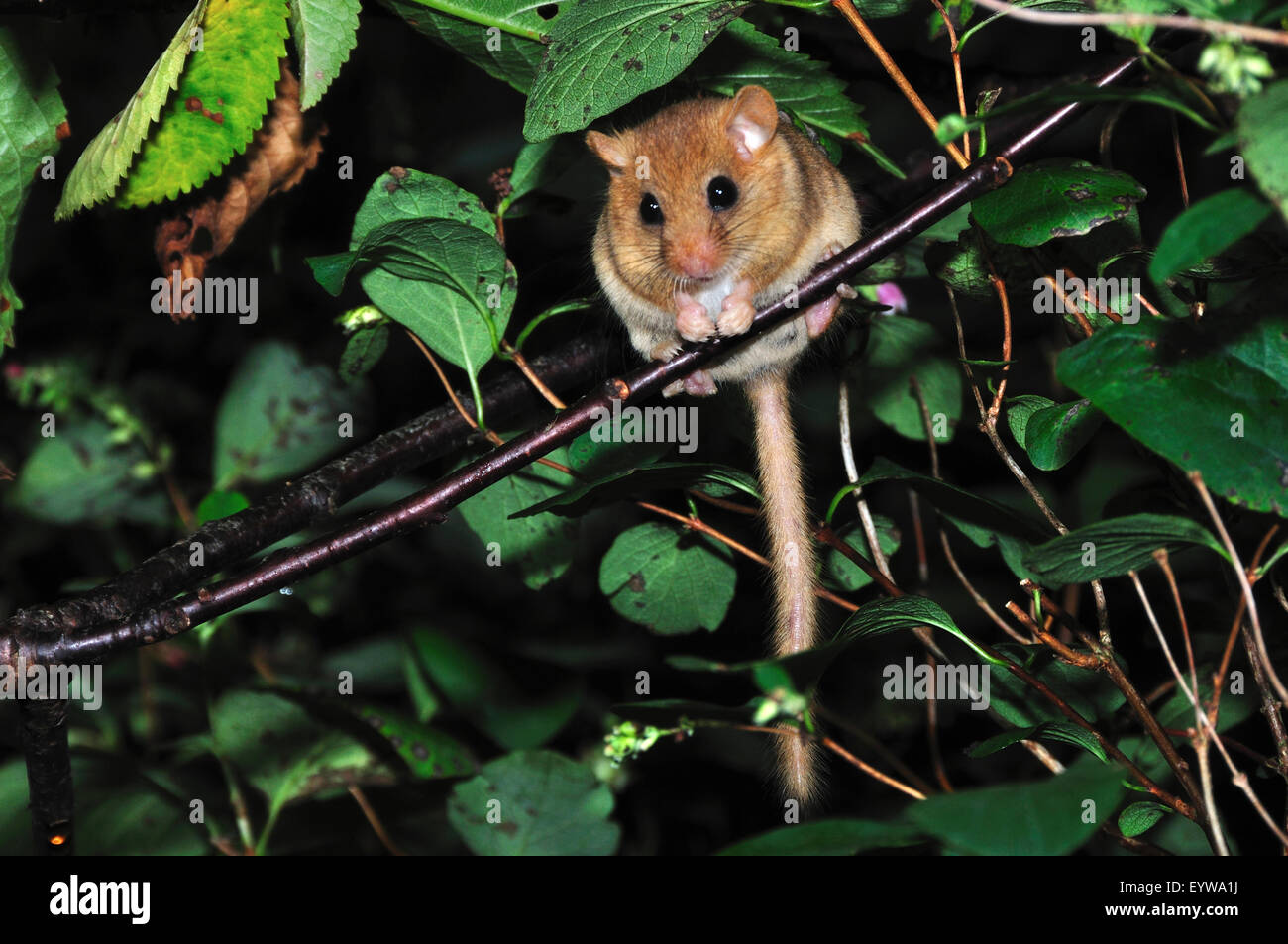 Dormouse mouse hi-res stock photography and images - Alamy