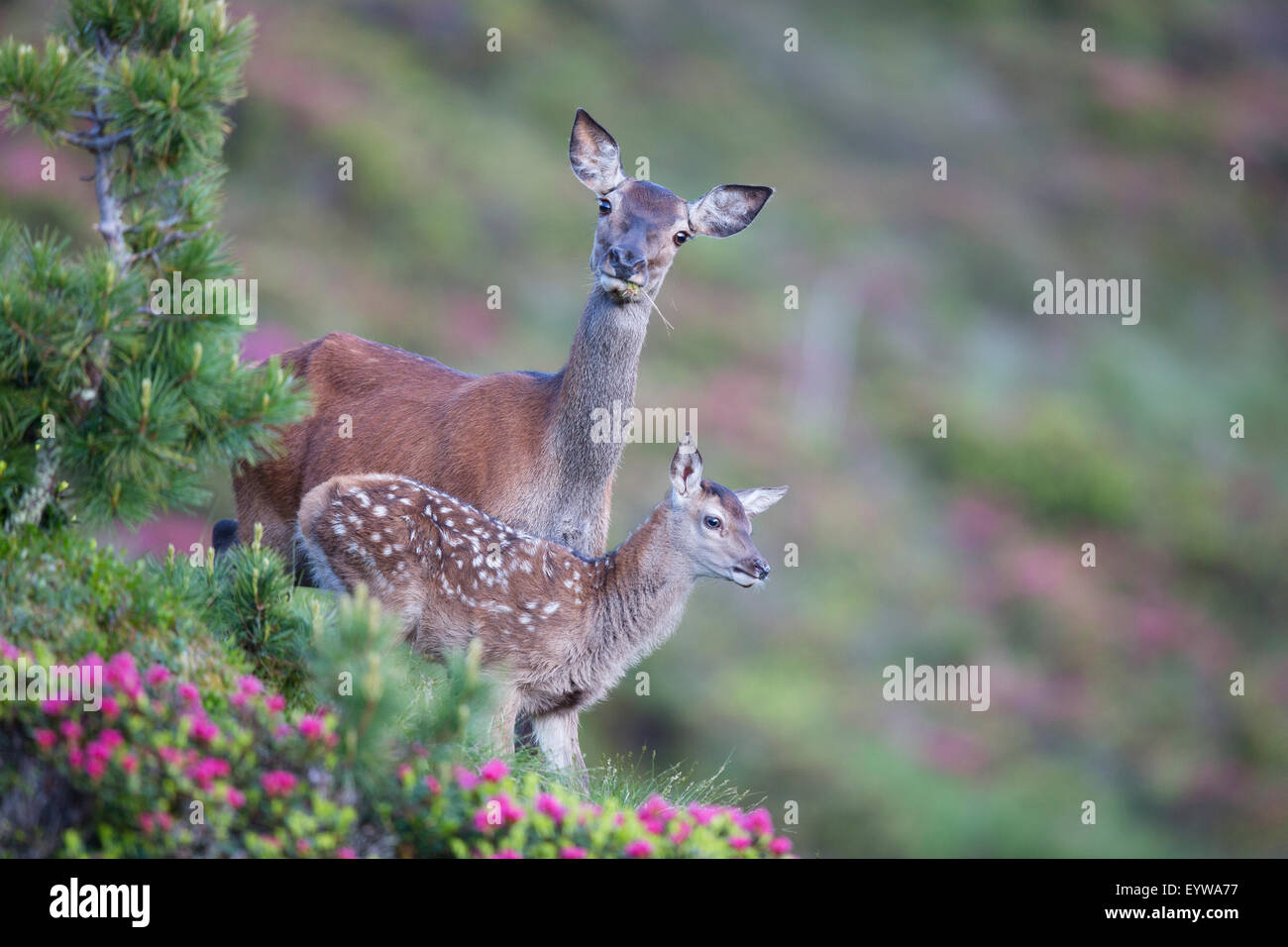 Rhododendron And Deer