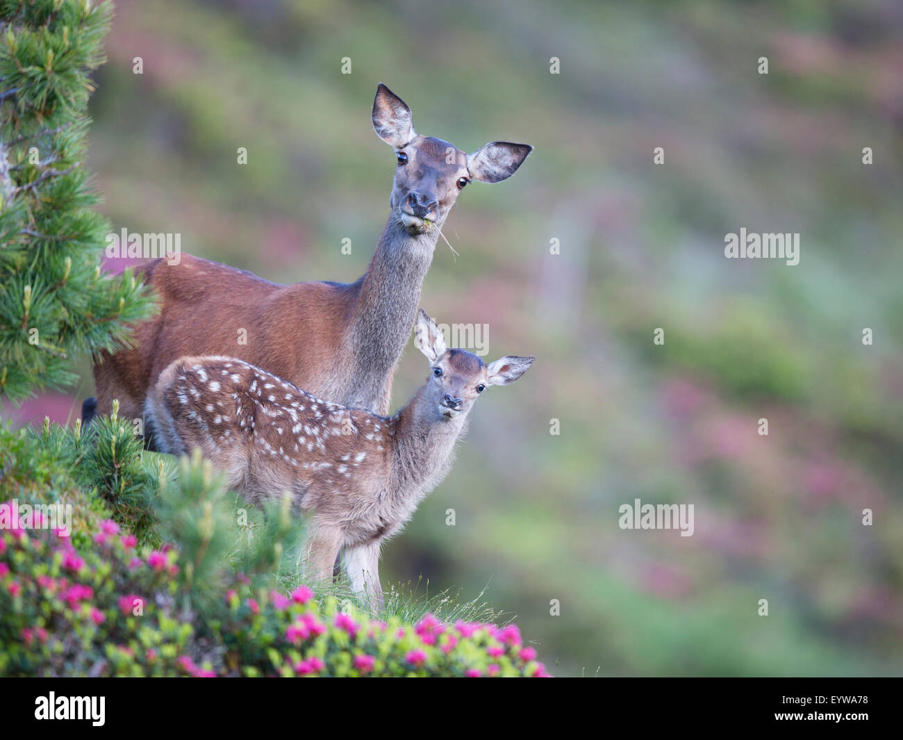 Deer And Rhododendron