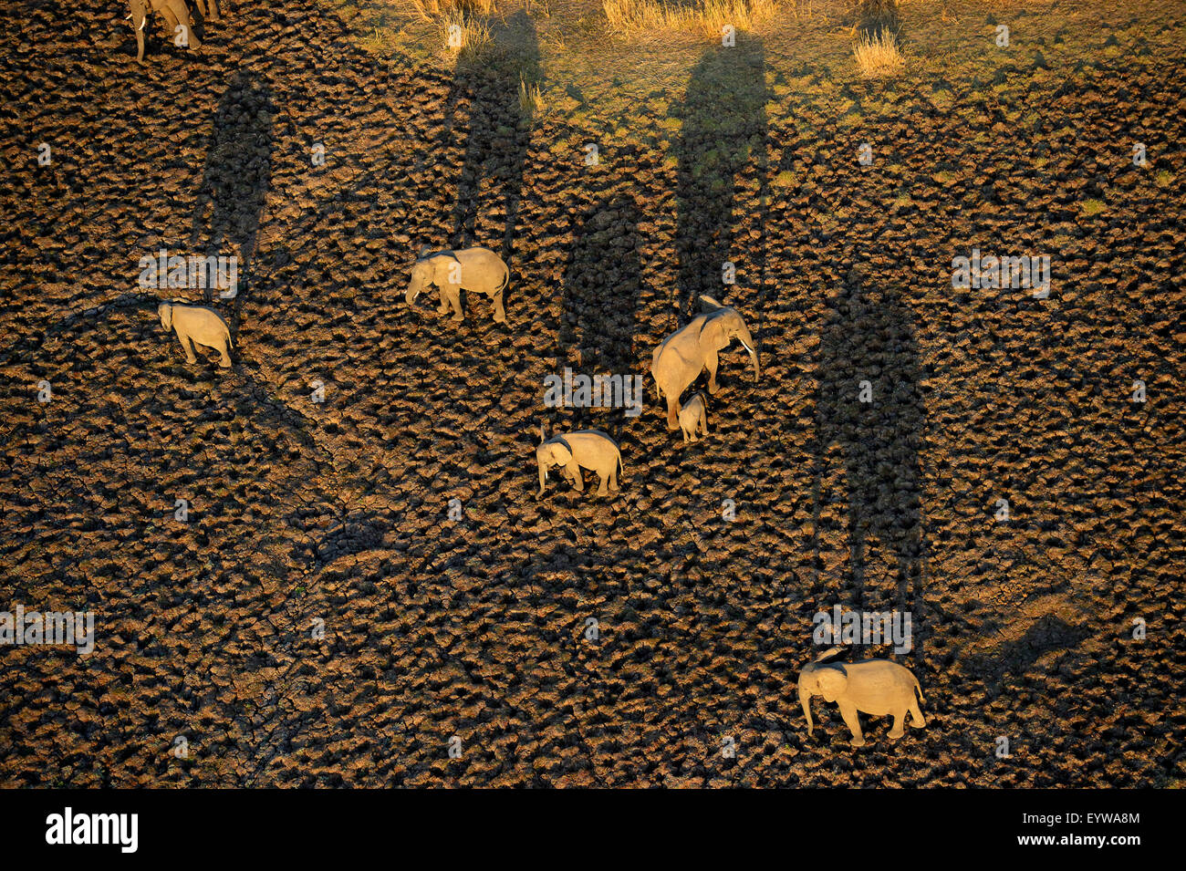 Shadows of elephants High Resolution Stock Photography and Images - Alamy