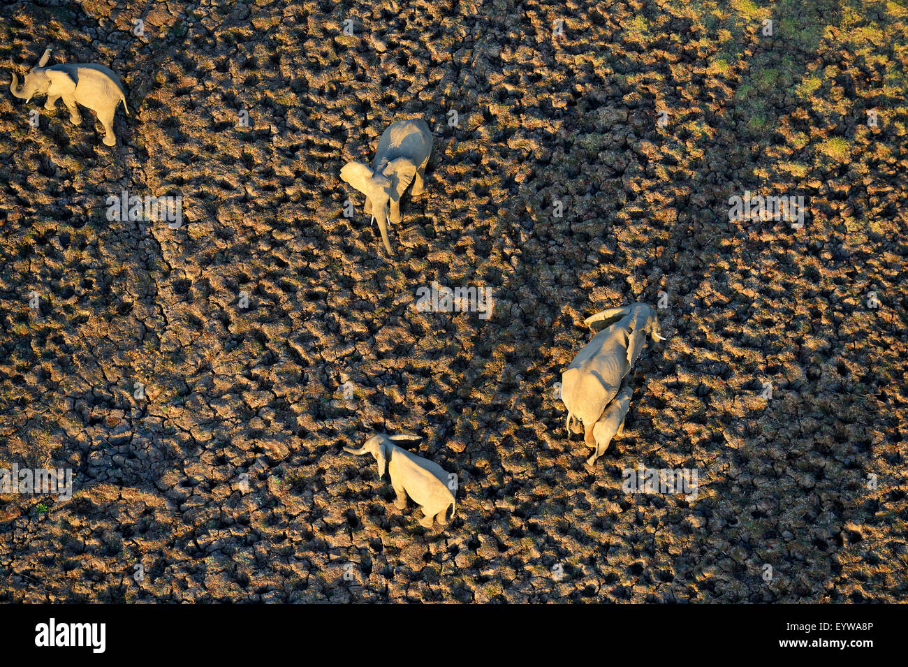 Shadows of elephants hi-res stock photography and images - Alamy