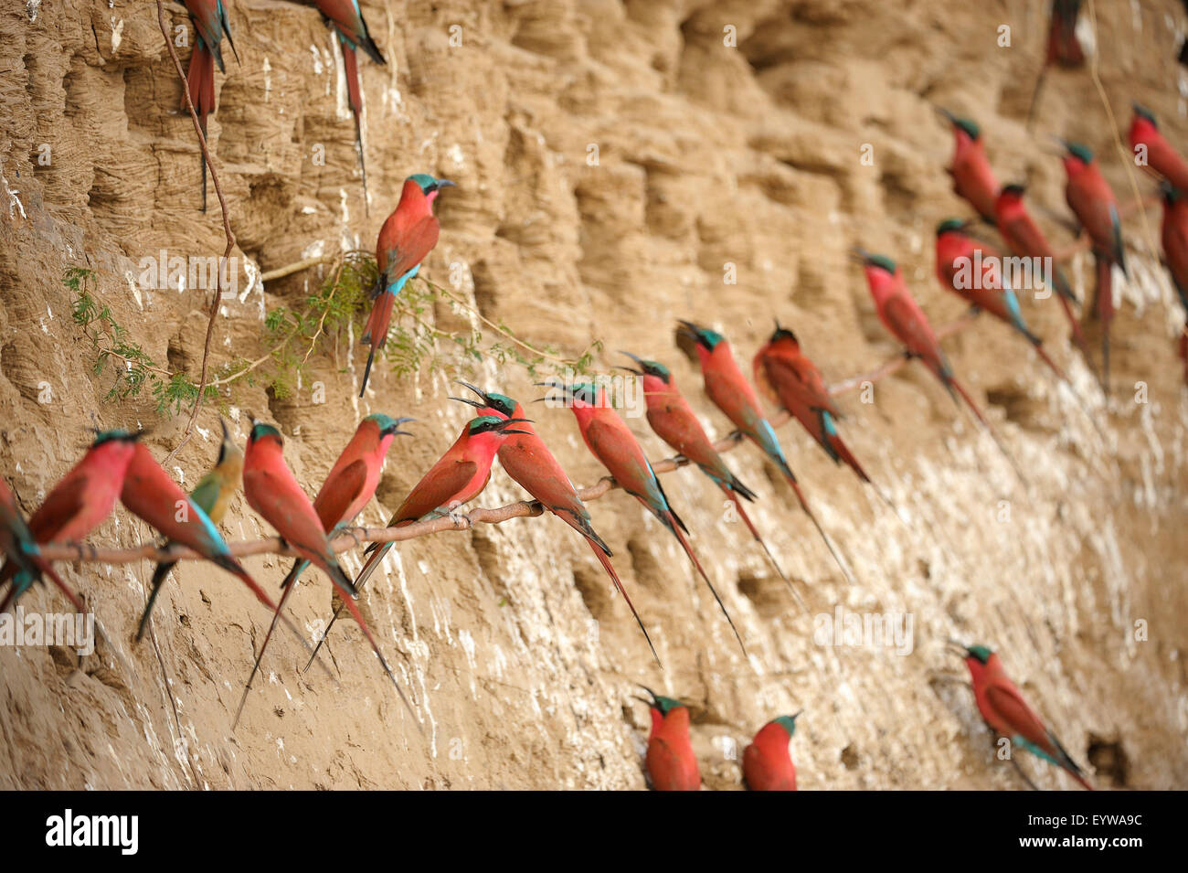 Southern Carmine Bee-eaters (Merops nubicoides), at the breeding wall ...