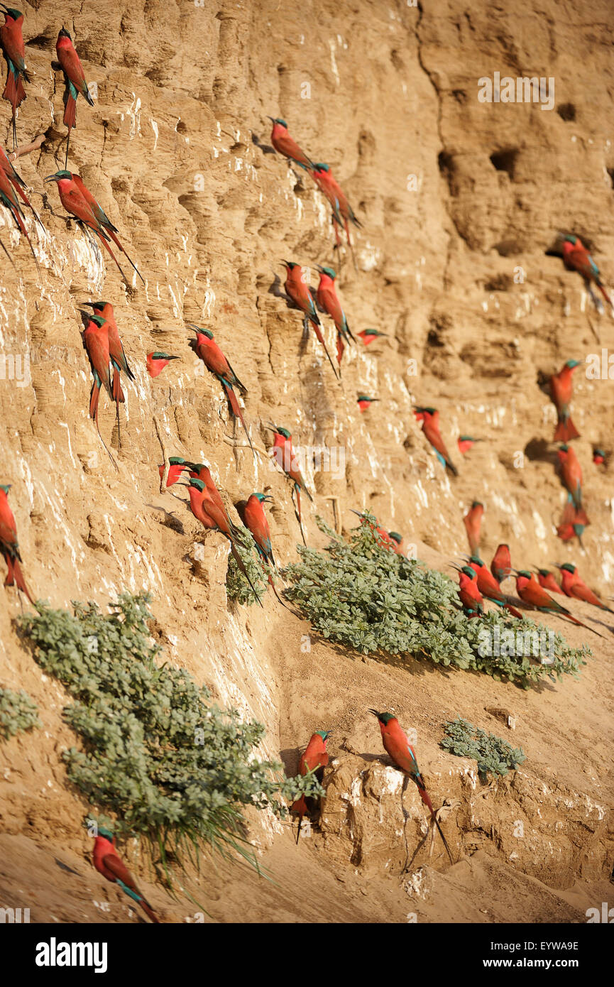 Southern Carmine Bee-eaters (Merops nubicoides), colony on the breeding ...