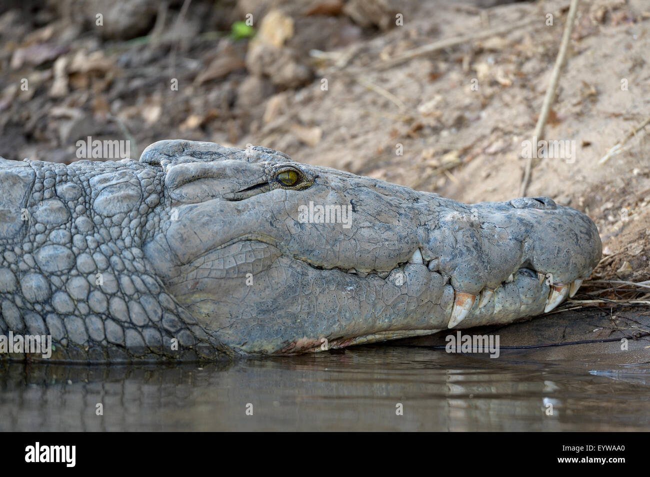 Nile Crocodile (Crocodylus niloticus), lying on the shore, Zambezi ...