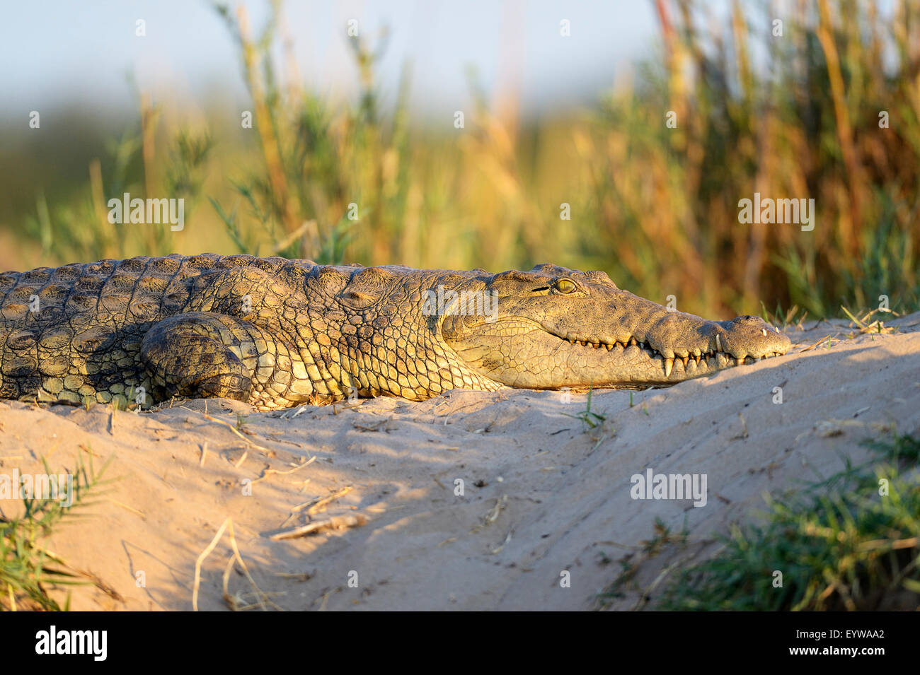 Crocodile side view hi-res stock photography and images - Alamy