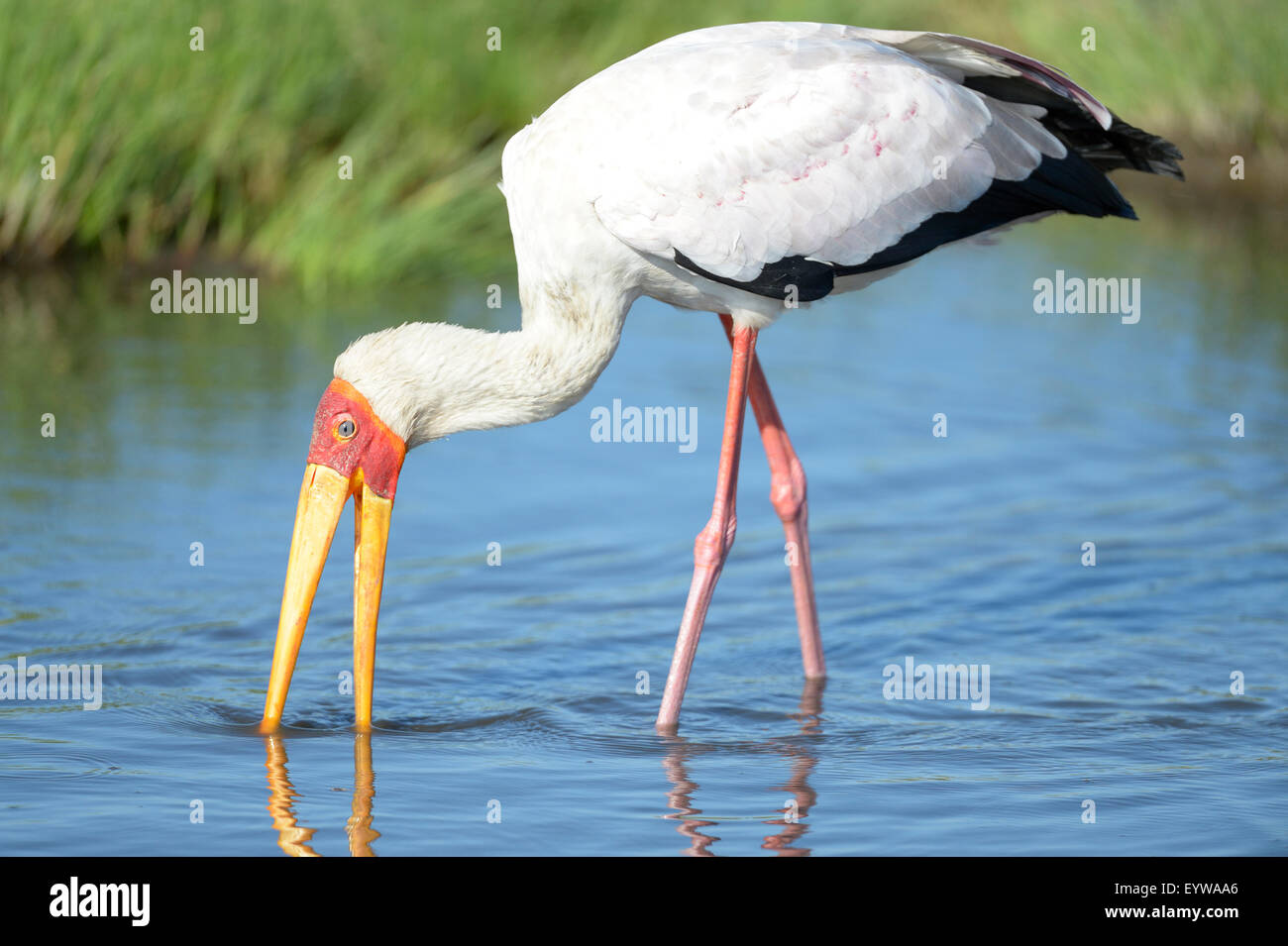 Yellow-billed stork (Mycteria ibis), foraging with an open beak, South ...