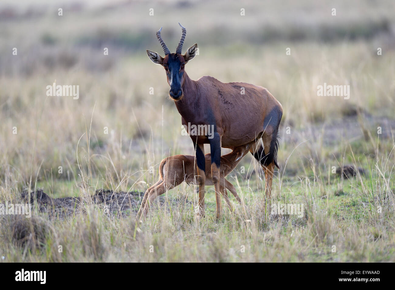 Female topi hi-res stock photography and images - Alamy