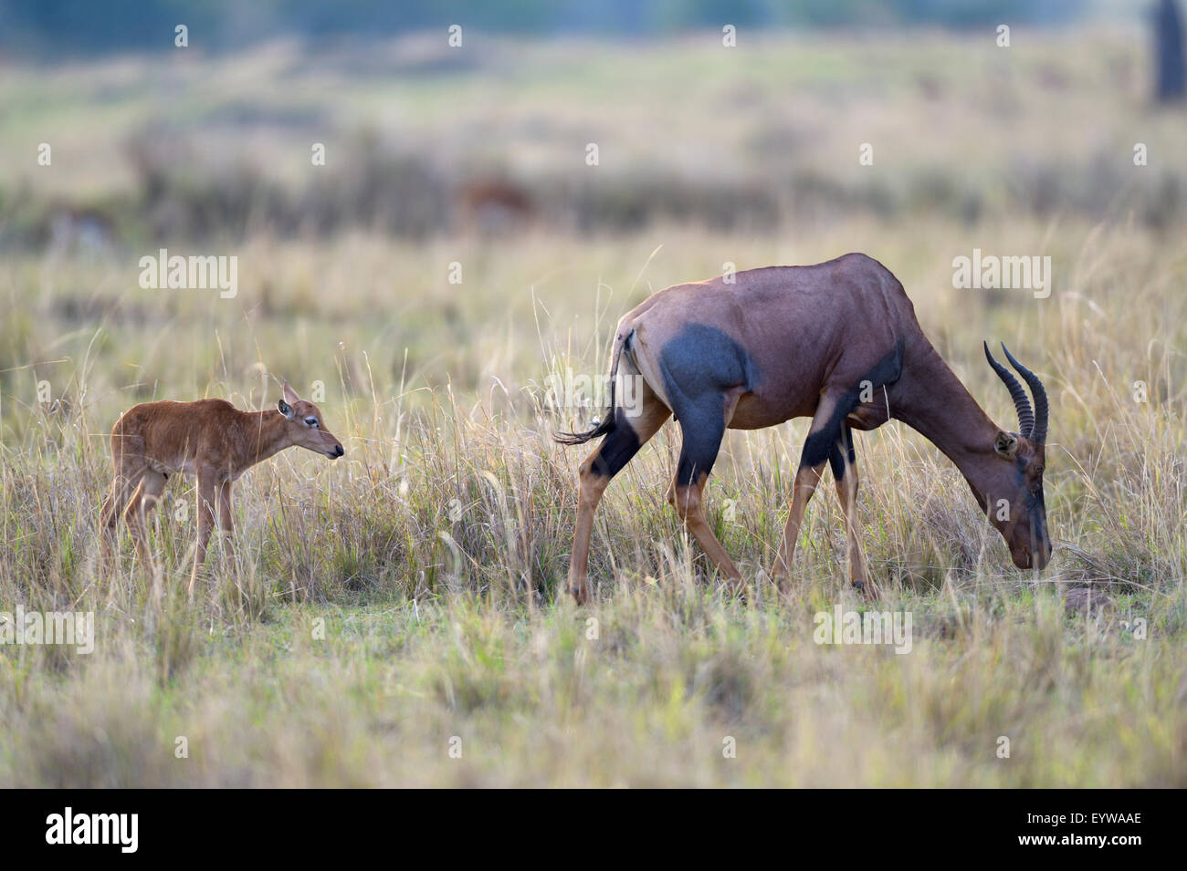 Topi (Damaliscus jimela), female with young, Maasai Mara National ...