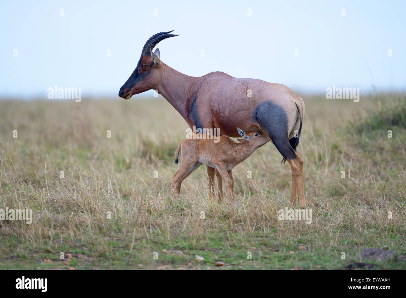 Topi antelope female hi-res stock photography and images - Alamy