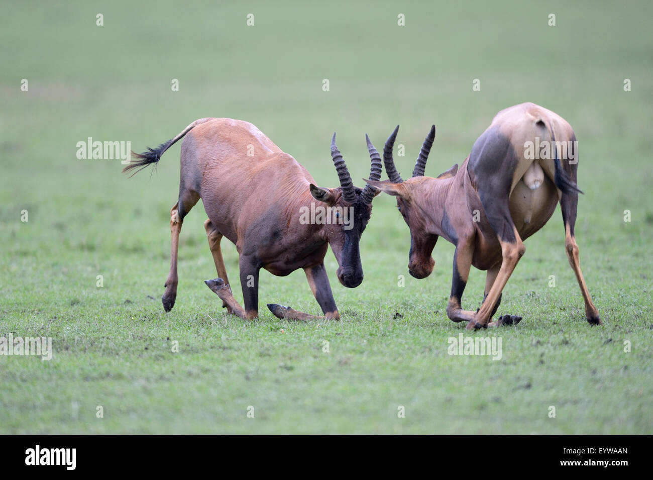 Topi males hi-res stock photography and images - Alamy