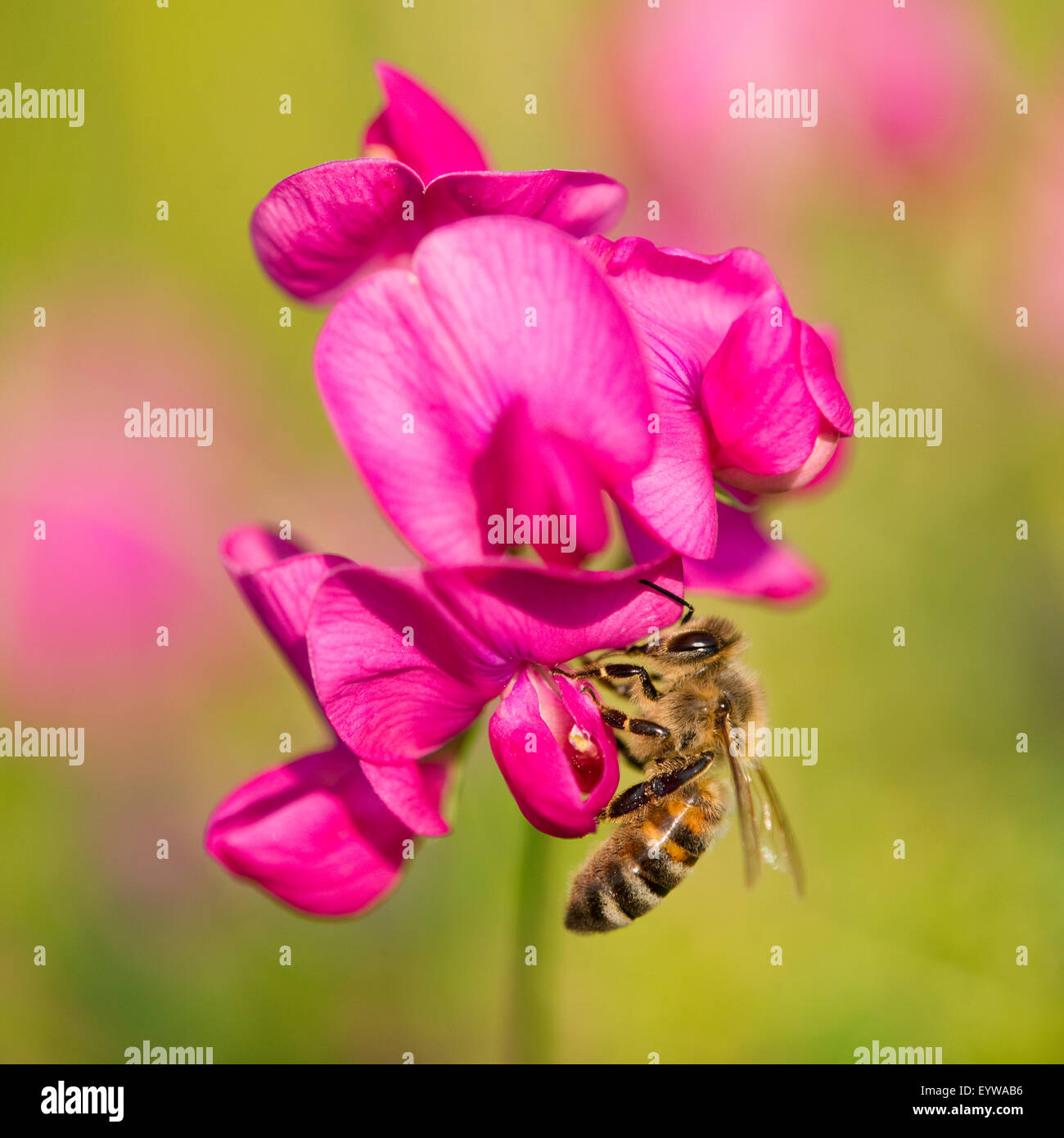 Close up sweet pea flower hi-res stock photography and images - Alamy