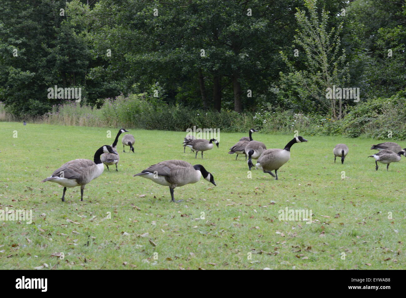 Geese and ducks hi-res stock photography and images - Alamy