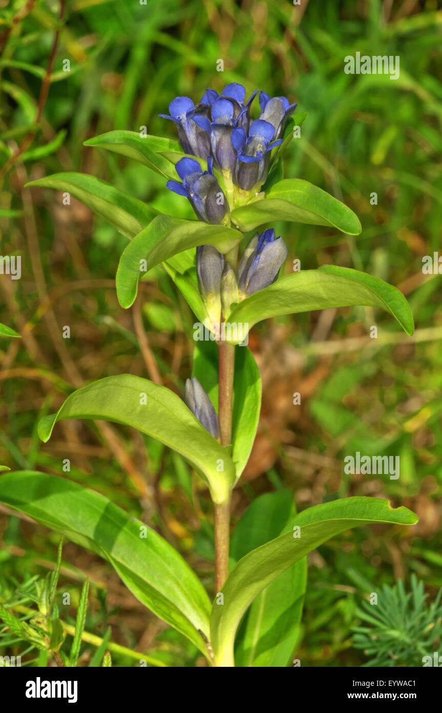 Cruciata High Resolution Stock Photography and Images - Alamy