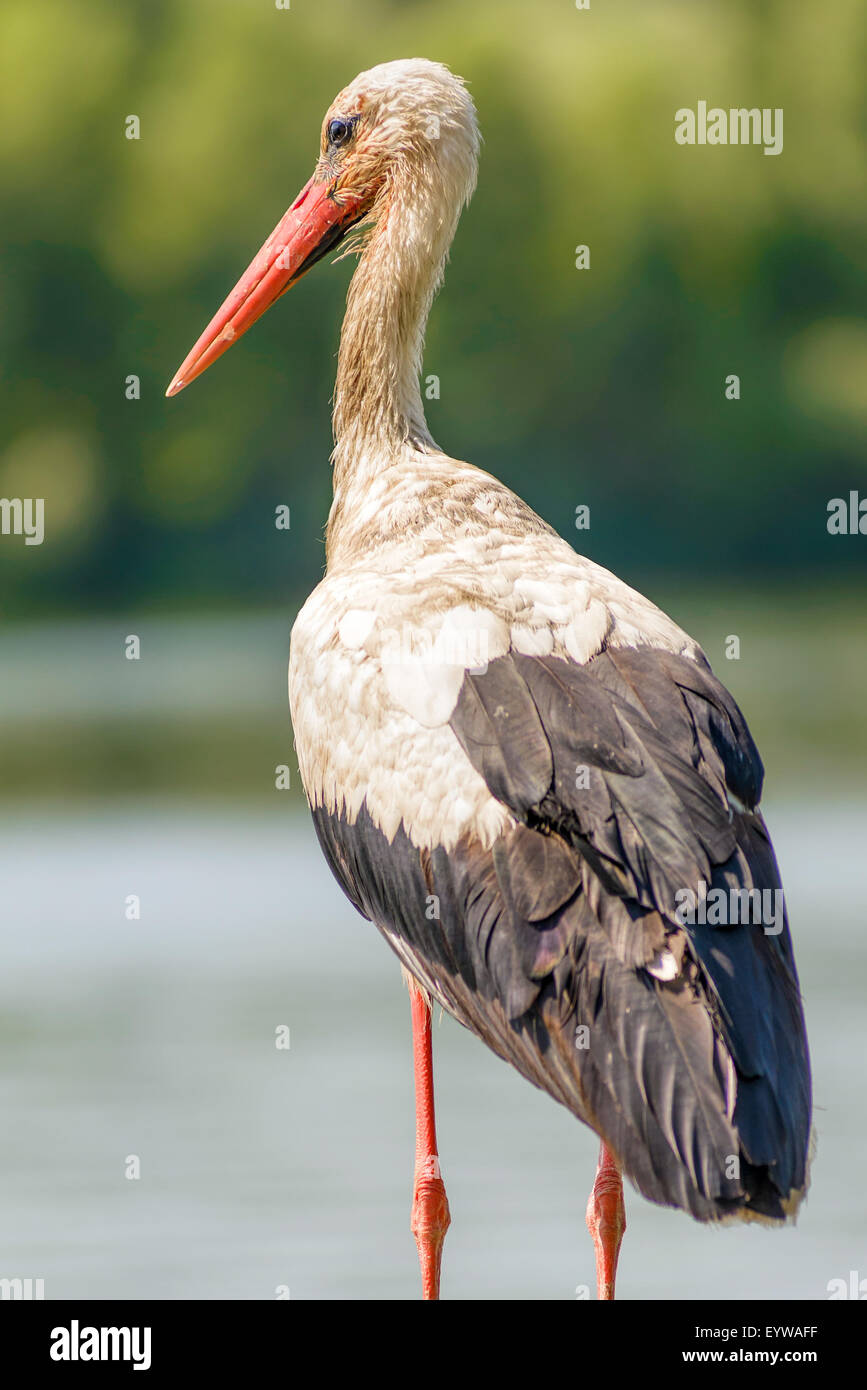 A black and white stork is standing close to the Dnieper river in ...
