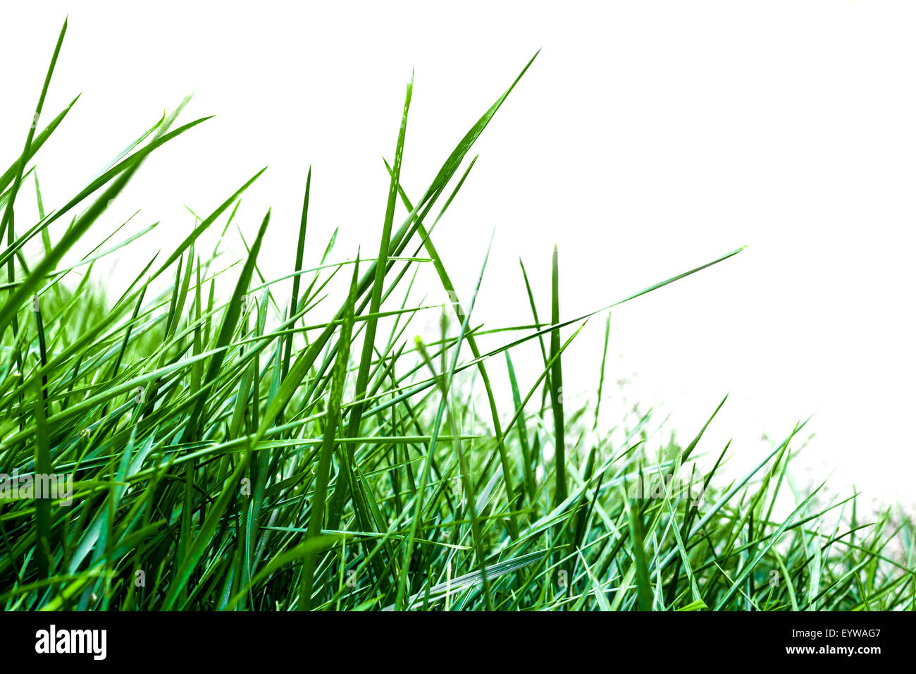 Grass tufts border hi-res stock photography and images - Alamy
