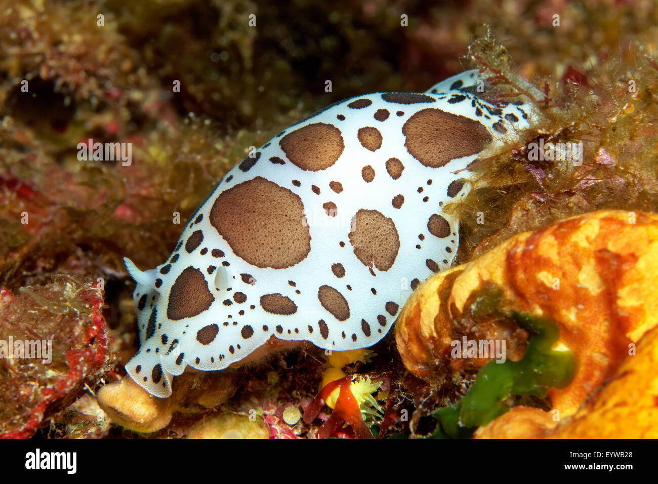 Spotted Seaslug (Peltodoris astromaculata, (Discodoris astromaculata ...