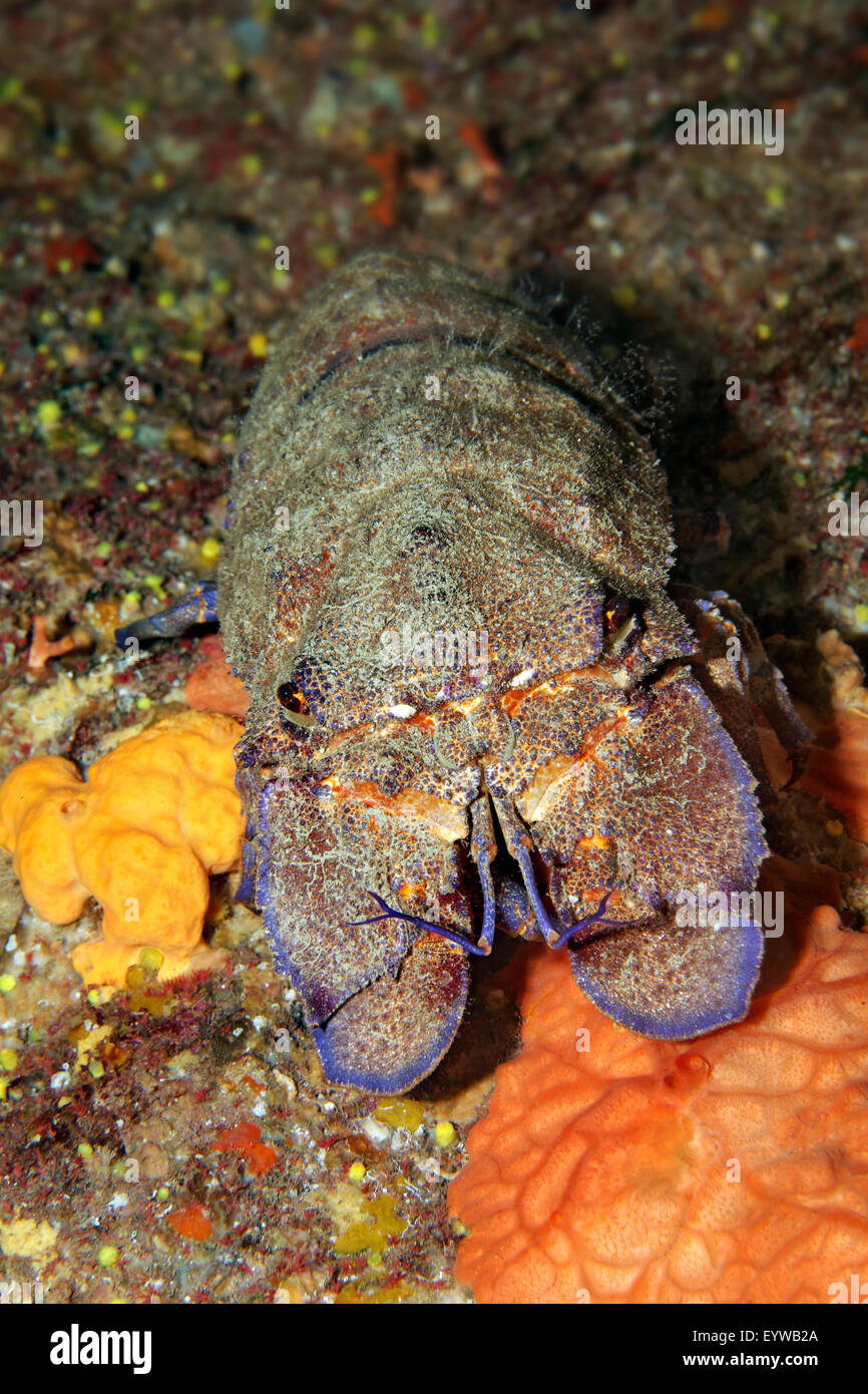 Mediterranean slipper lobster (Scyllarides latus), Corfu, Ionian ...