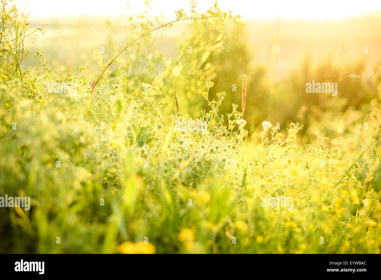 Summer spring landscape rural hi-res stock photography and images - Alamy