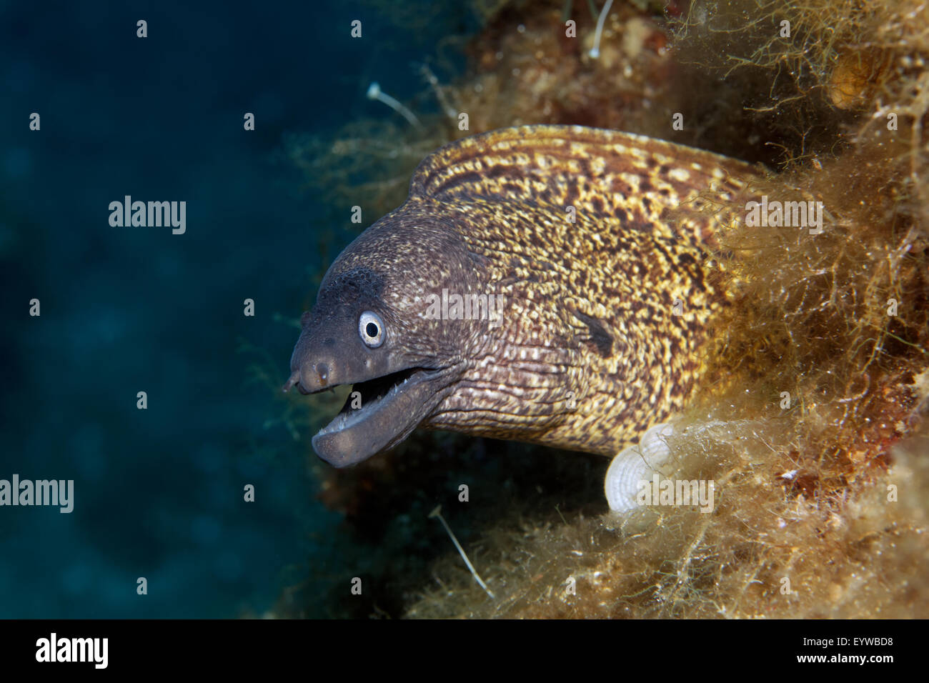 Mediterranean moray (Muraena helena), Corfu, Ionian Islands, Greece ...