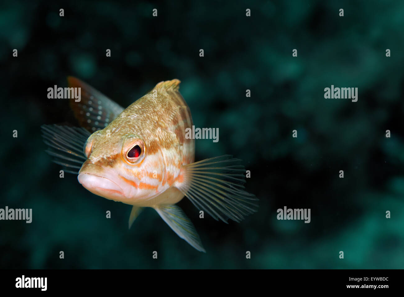 Ionian Sea Fish Stock Photos & Ionian Sea Fish Stock Images - Alamy