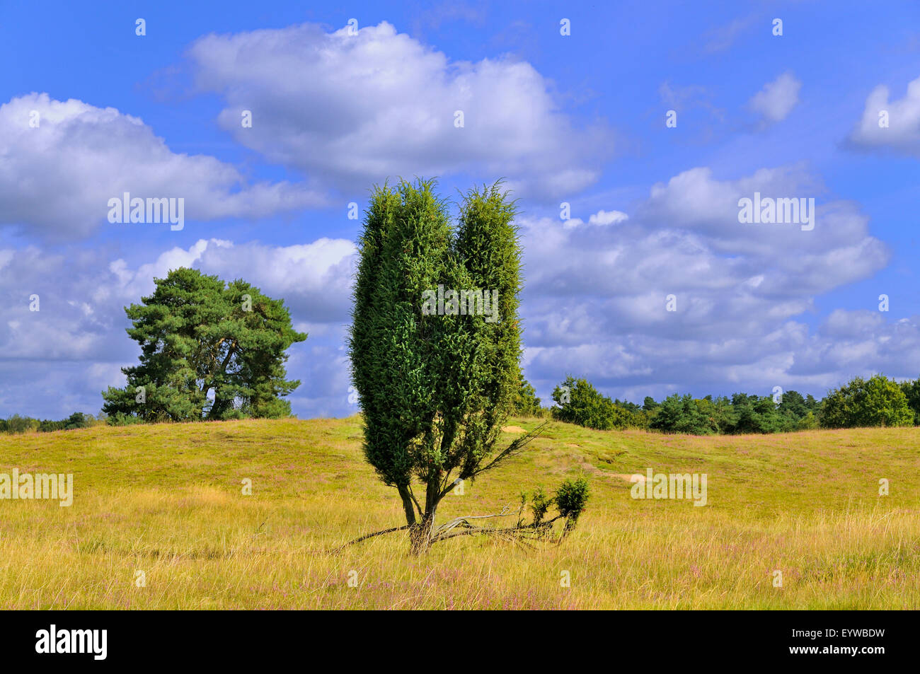Common Juniper (Juniperus communis), Westruper Heide nature reserve ...