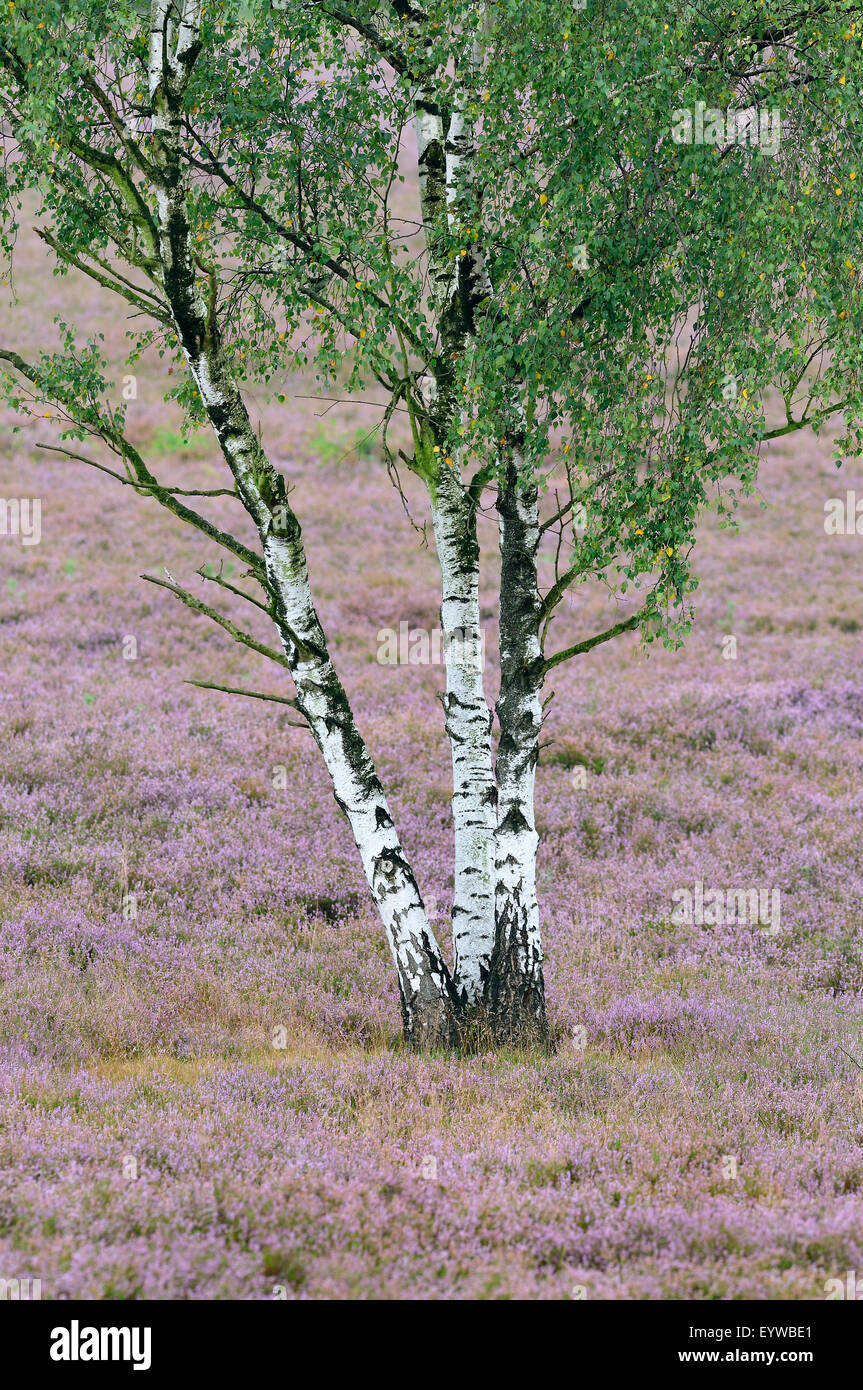 Betula Sp High Resolution Stock Photography and Images - Alamy